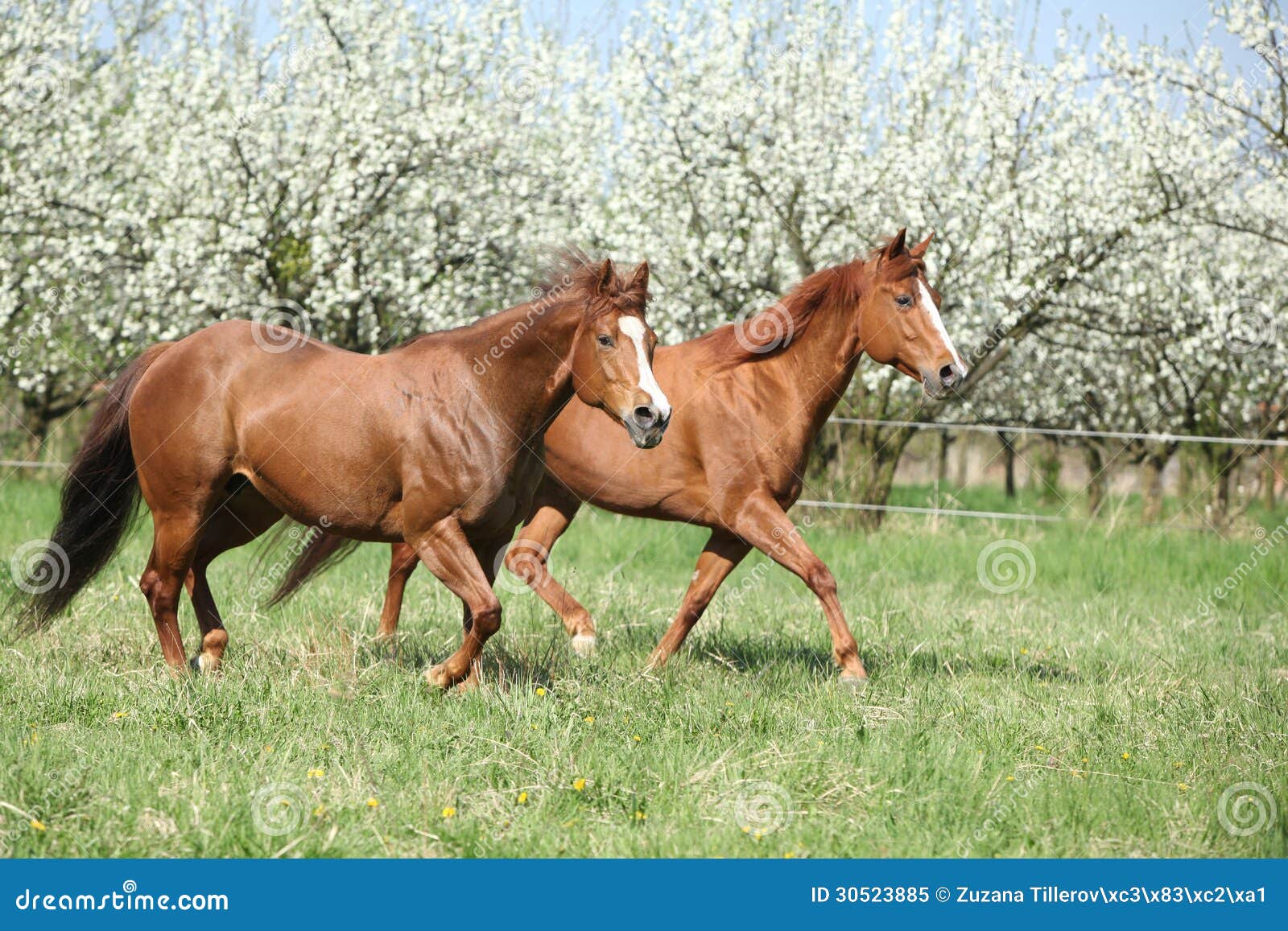 Two Quarter Horses Running in Front of Flowering Trees Stock Image ...