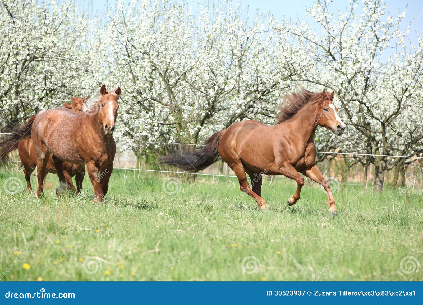 Two Quarter Horses Running in Front of Flowering Trees Stock Image ...