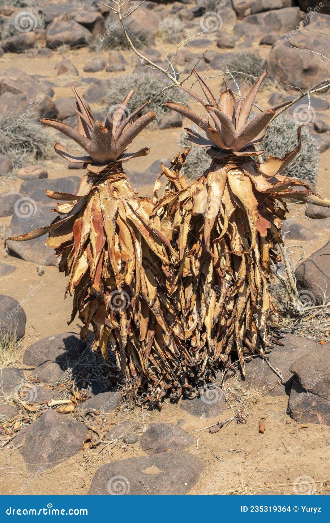 Two quiver trees stock photo. Image of harsh, young - 235319364