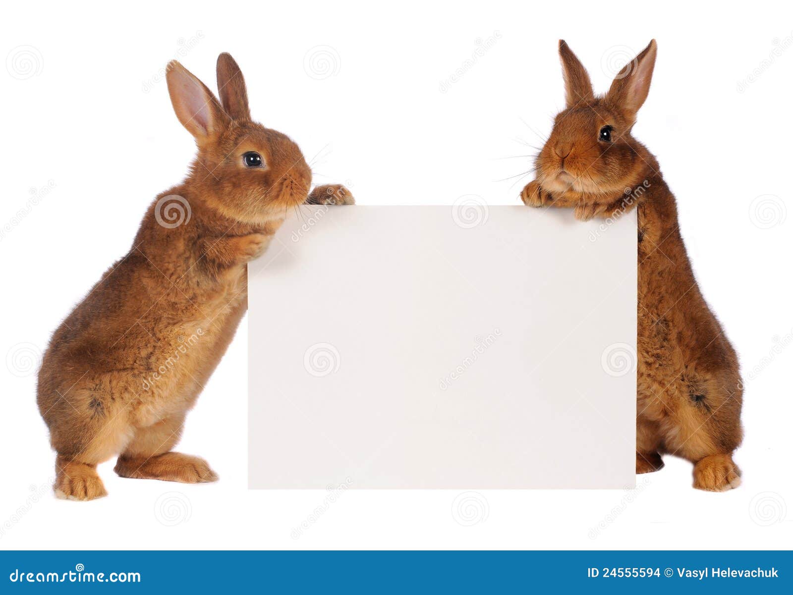 Two rabbit stock photo. Image of brown, text, fluffy - 24555594