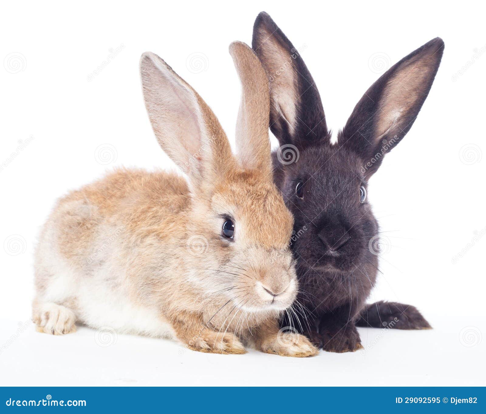 Two rabbit stock image. Image of large, furry, clean - 29092595