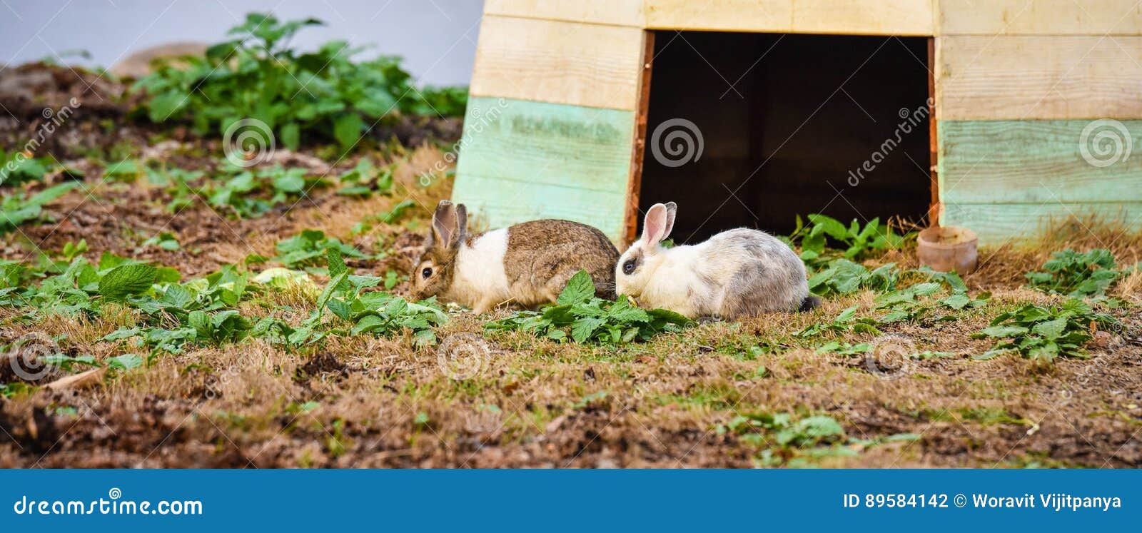 Two rabbit Eating grass stock photo. Image of food, curious - 89584142