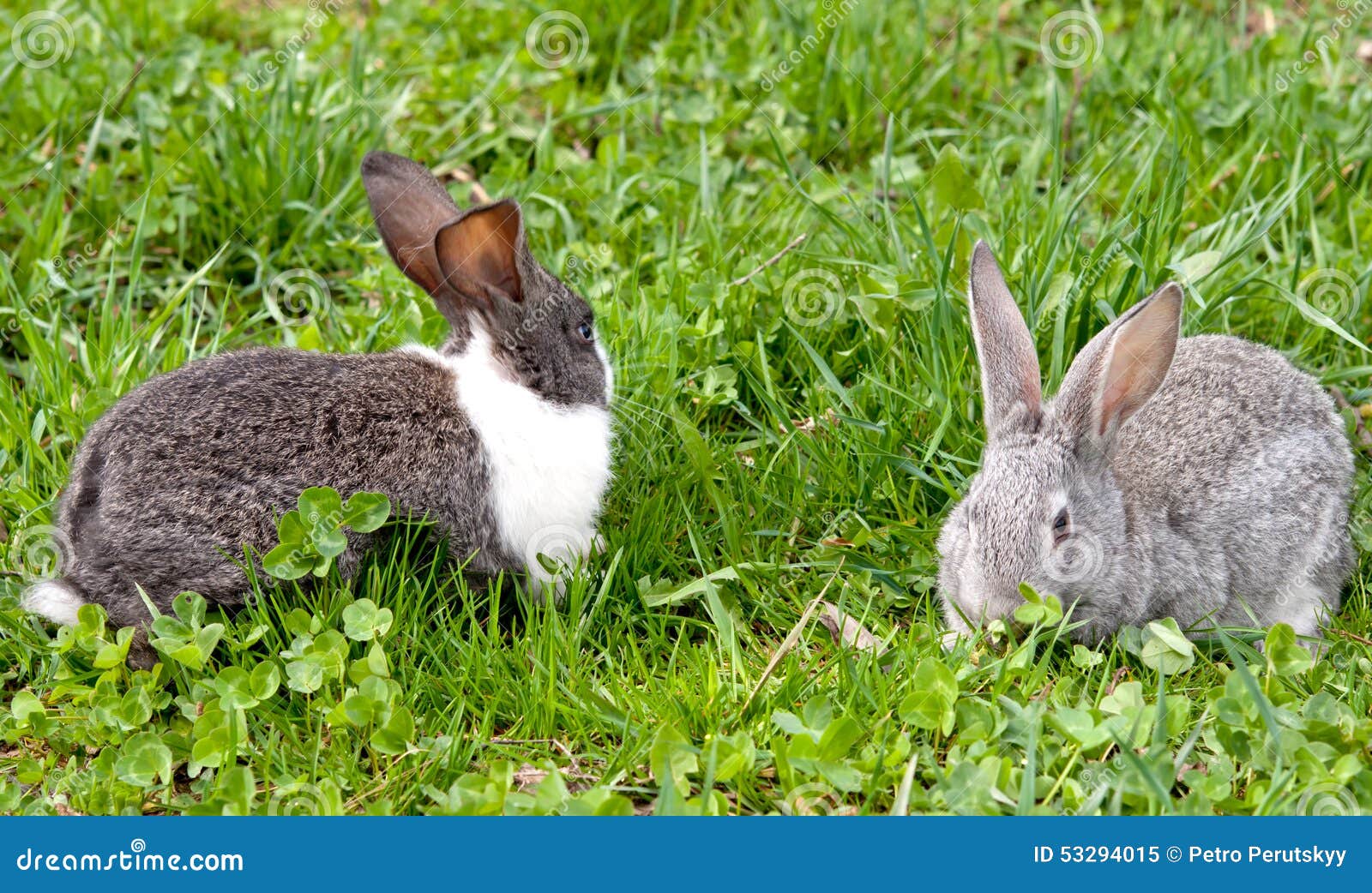 Two rabbit stock image. Image of countryside, animal - 53294015