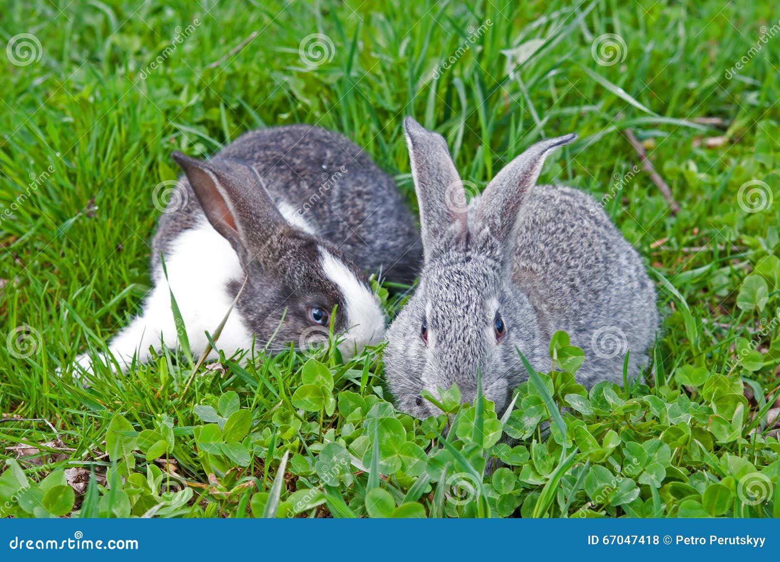 Two rabbit stock photo. Image of rabbit, furry, baby - 67047418