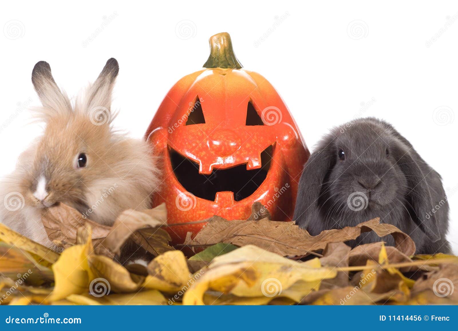 Two rabbit and a pumpkin stock photo. Image of adorable - 11414456