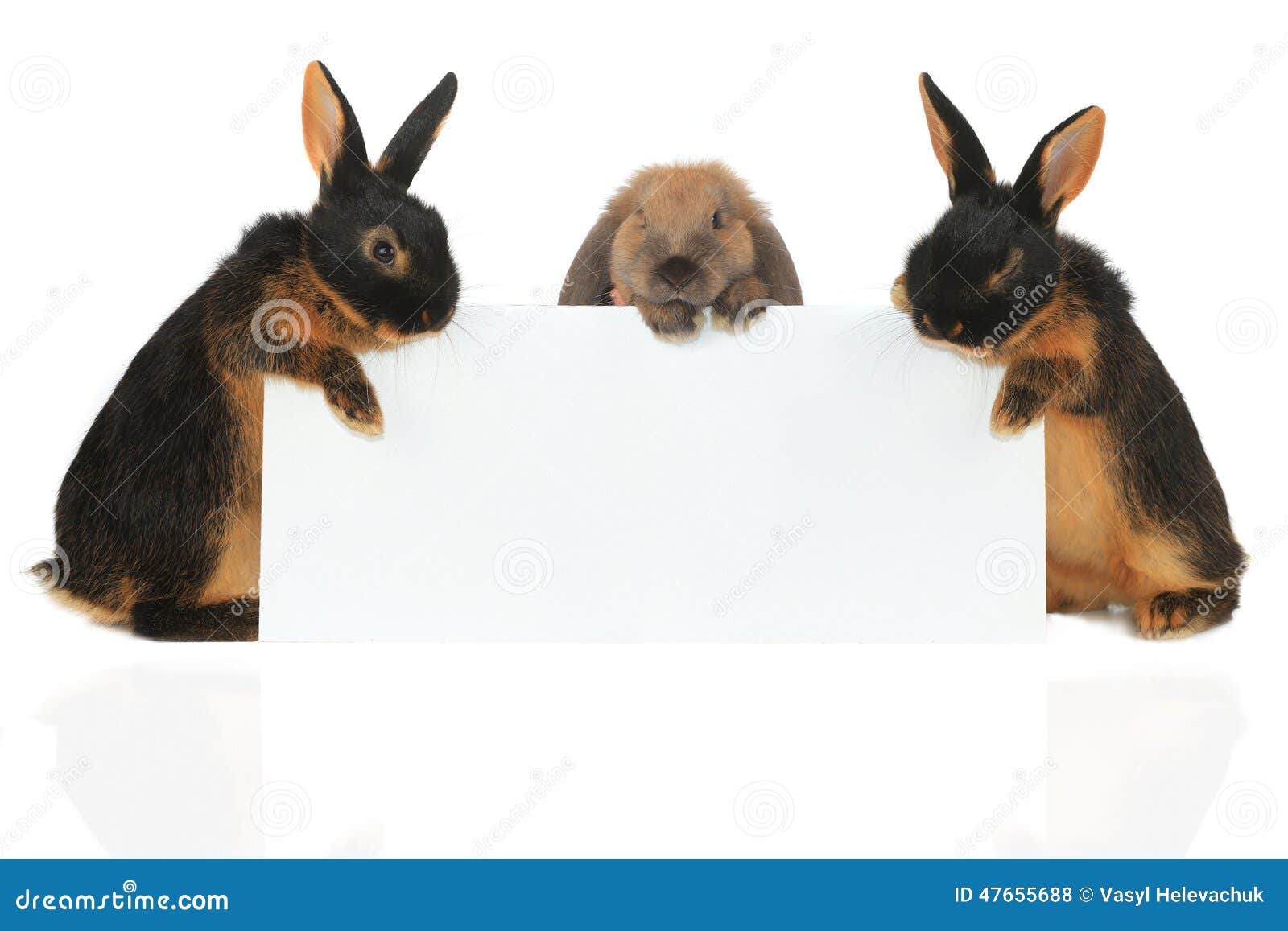 Two rabbit stock photo. Image of whiskers, friendly, announcement ...