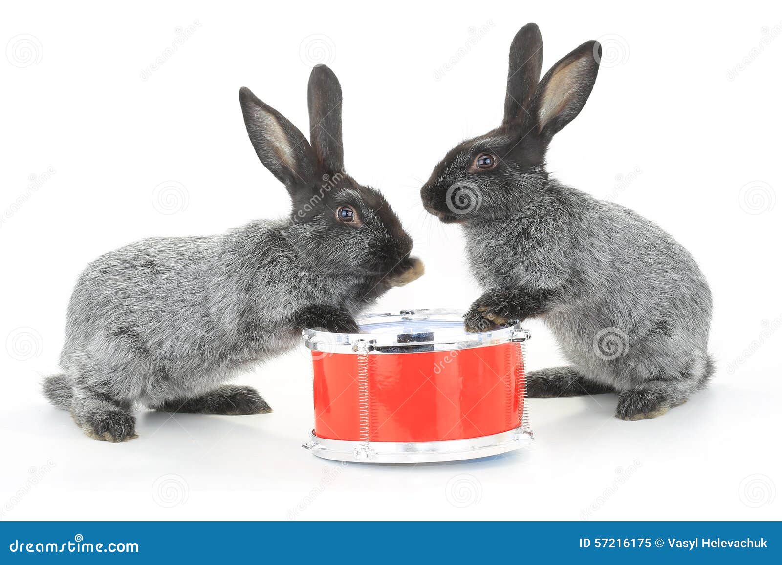 Two rabbit sitting stock image. Image of card, isolated - 57216175
