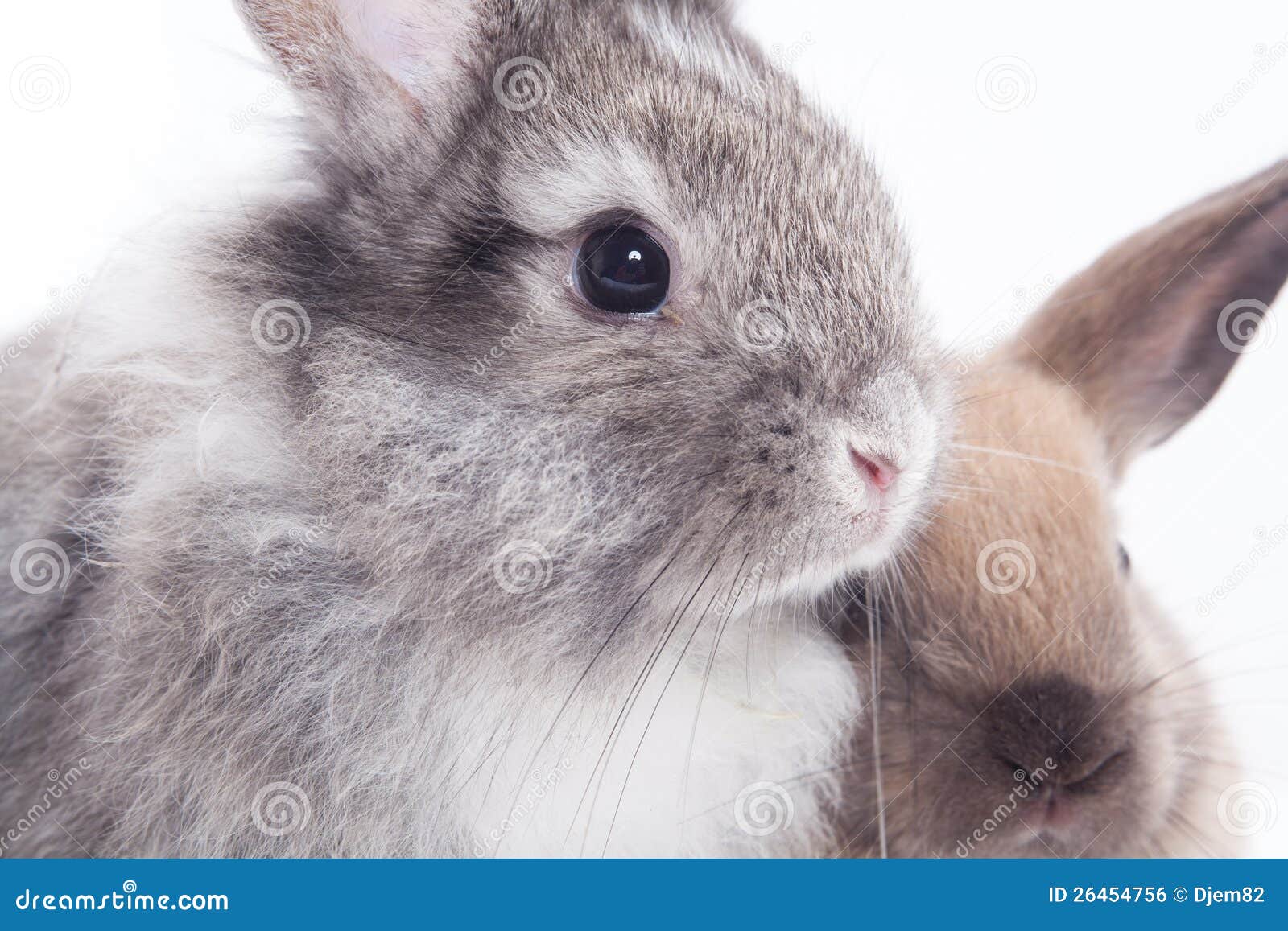 Two rabbits stock photo. Image of rabbits, bunny, rabbit - 26454756