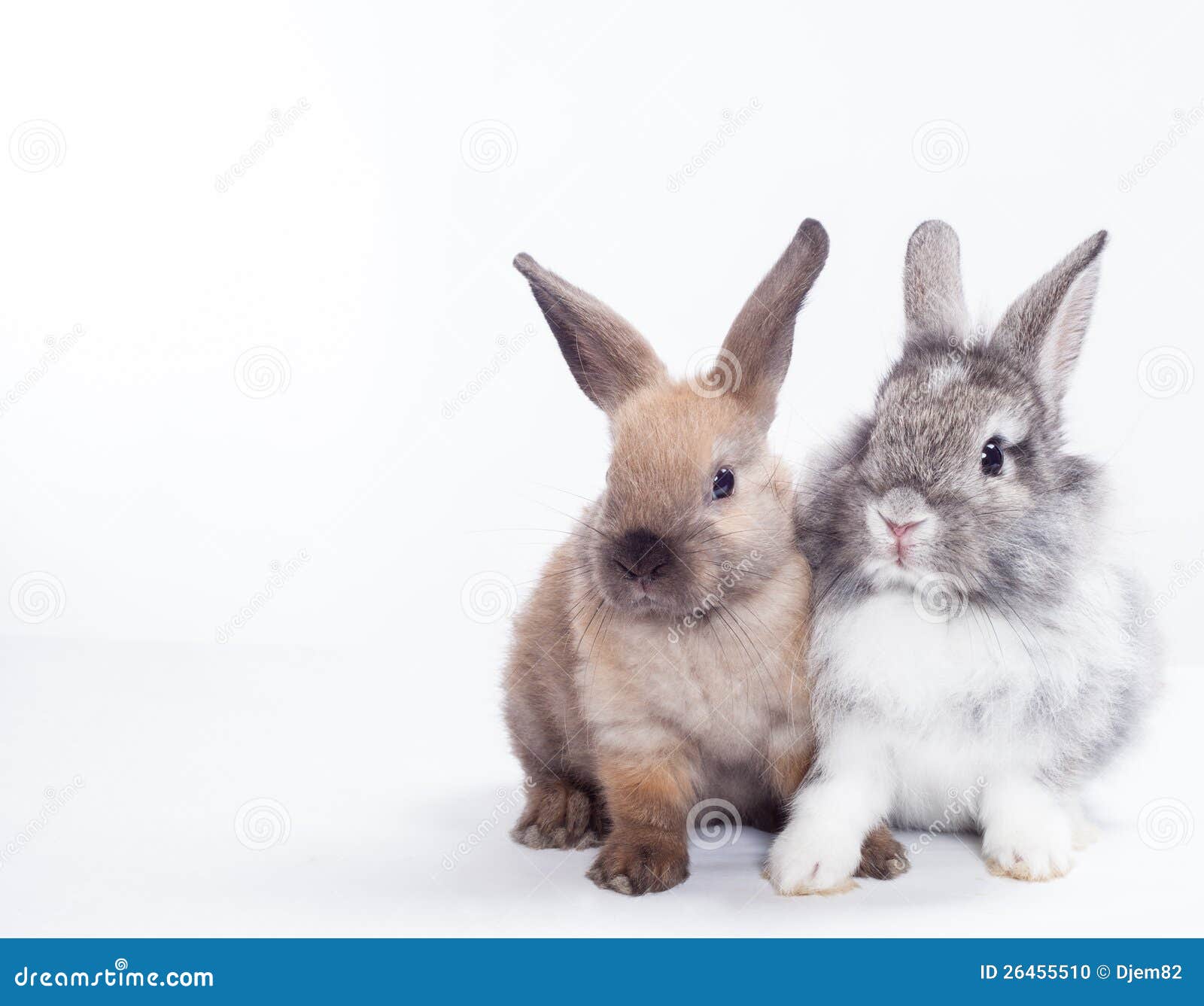 Two rabbits. stock photo. Image of easter, long, multicolor - 26455510