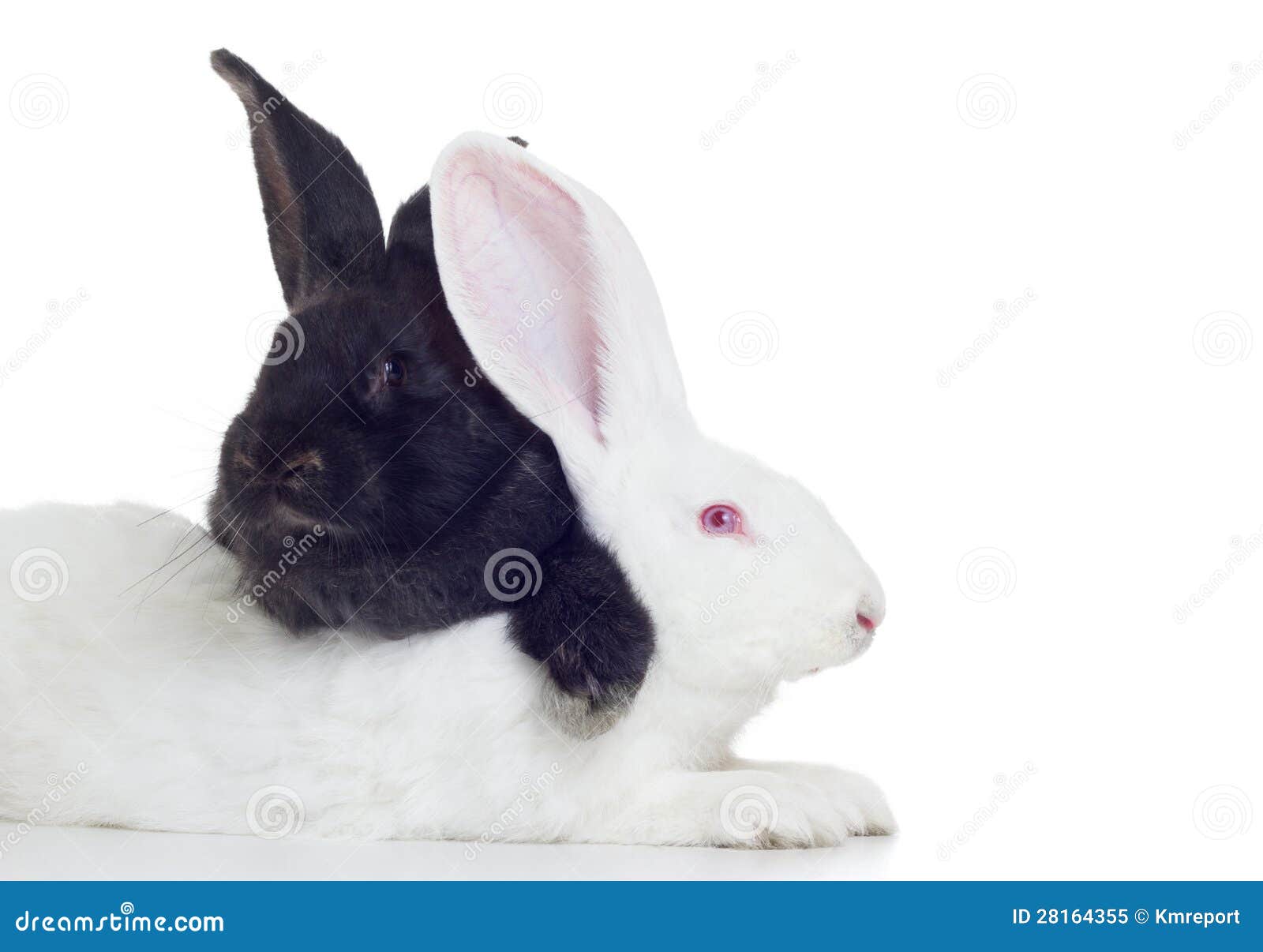 Two rabbits stock image. Image of holiday, baby, hugs - 28164355