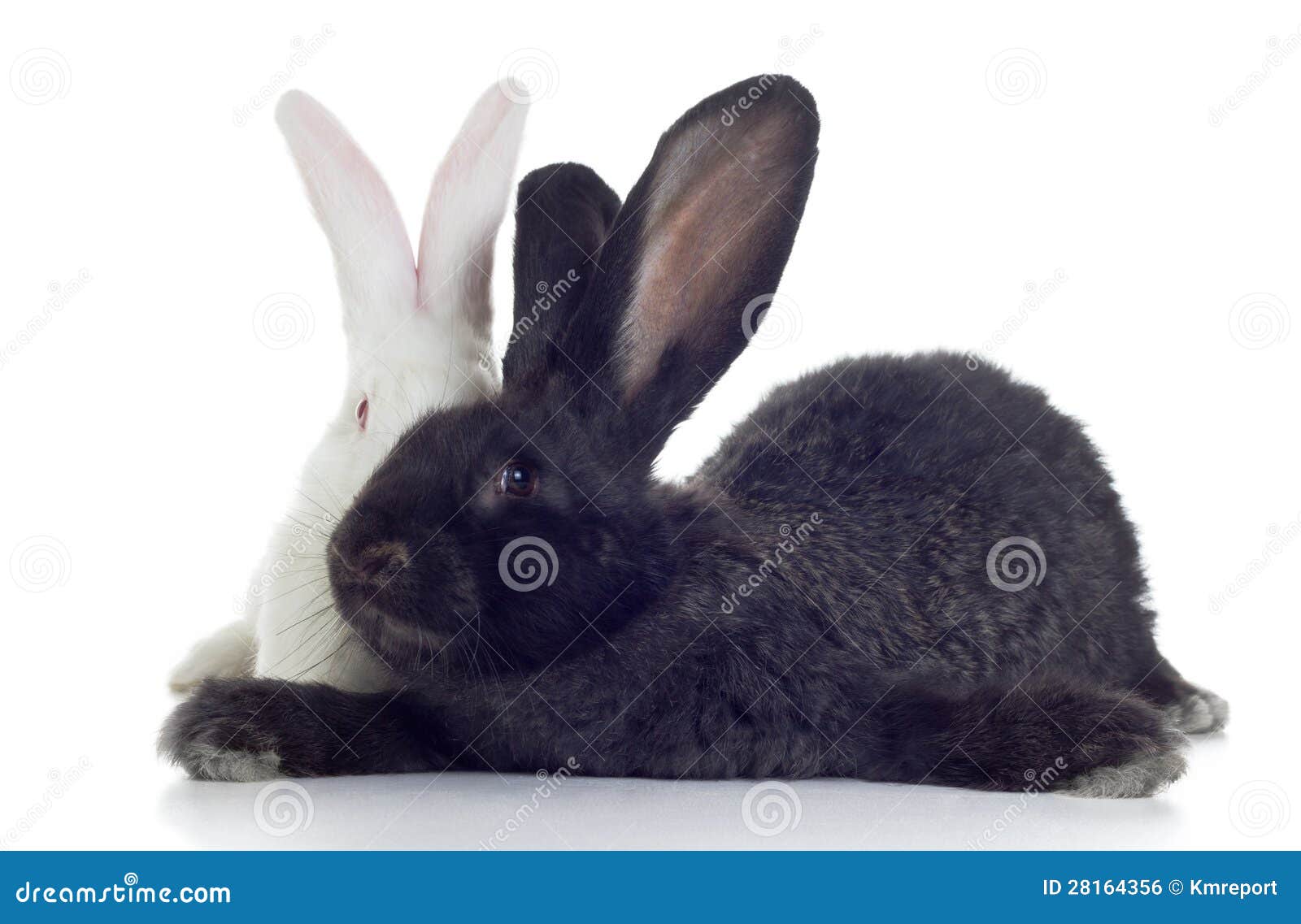 Two rabbits stock photo. Image of baby, cheerful, couple - 28164356