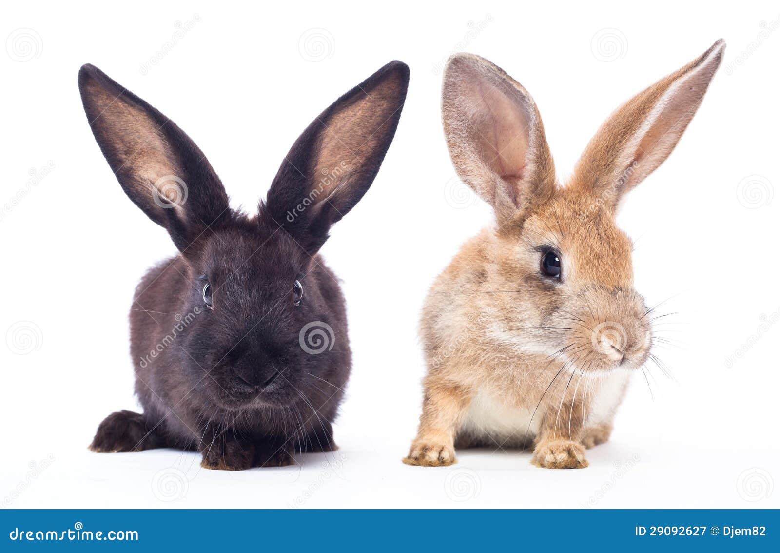 Two rabbits stock image. Image of fluffy, isolated, newborn - 29092627