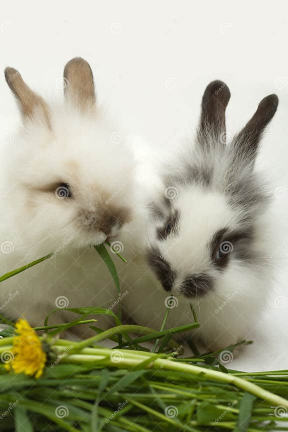 Two rabbits stock image. Image of bunny, funny, couple - 5447047