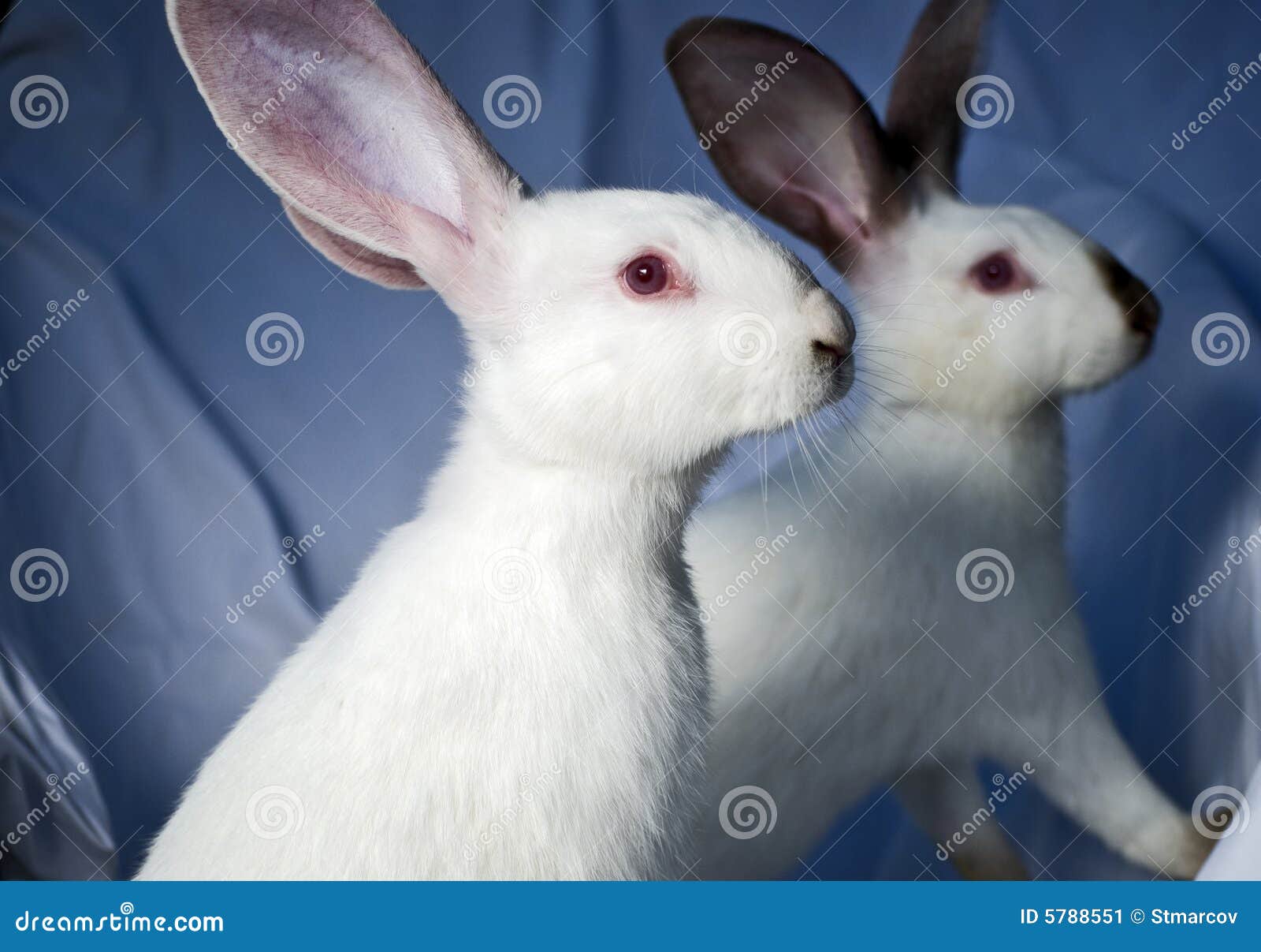 Two rabbits stock image. Image of long, farm, fluffy, alert - 5788551