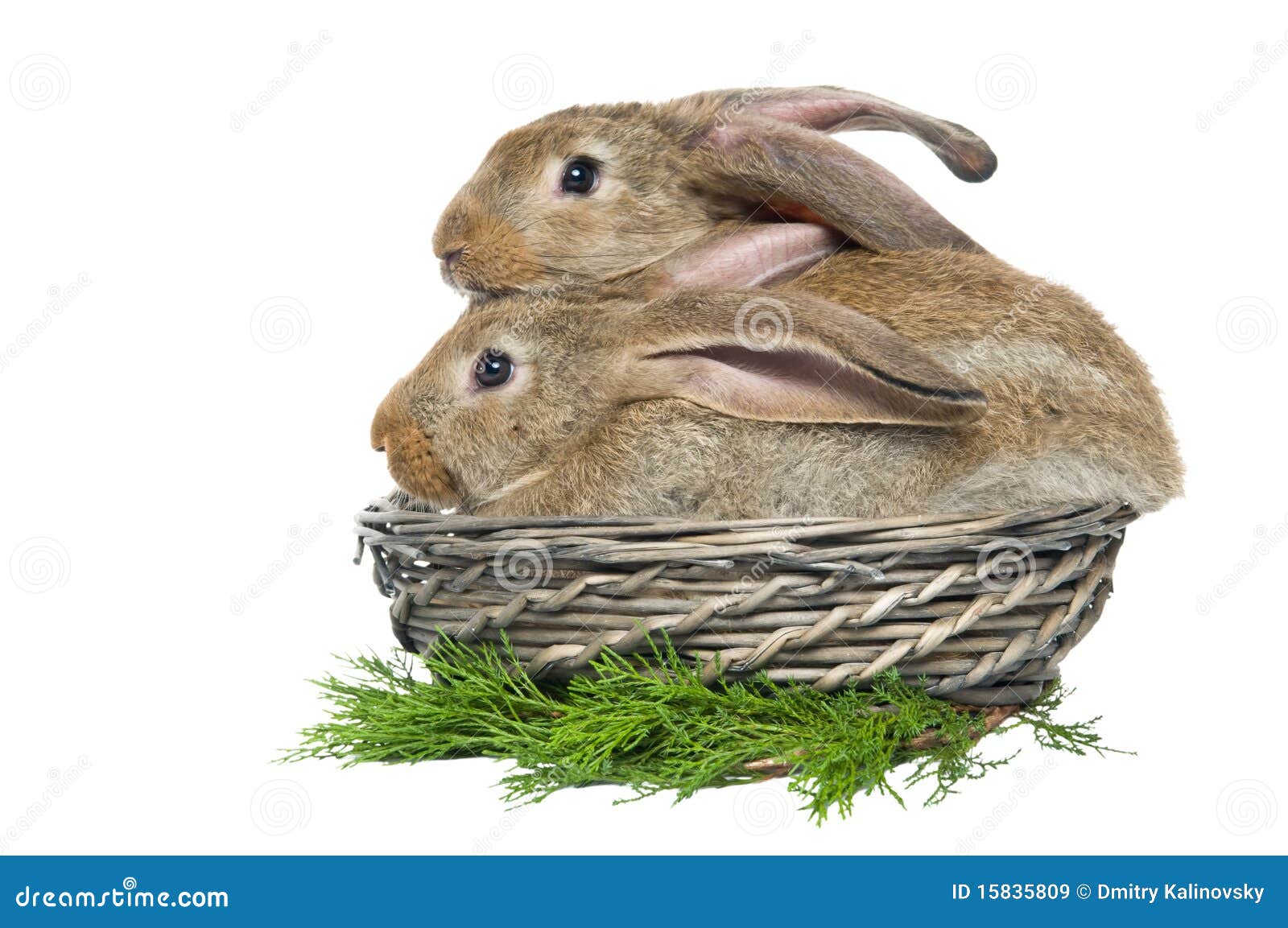Two rabbits in a basket stock image. Image of little - 15835809
