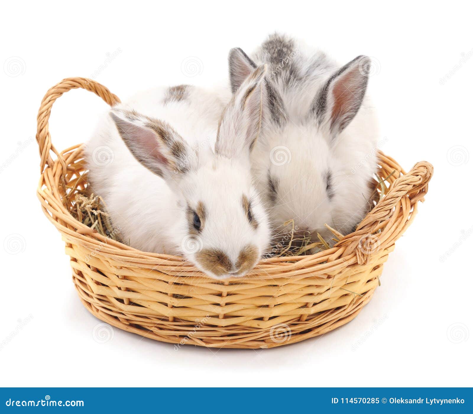 Two rabbits in a basket. stock image. Image of yellow - 114570285