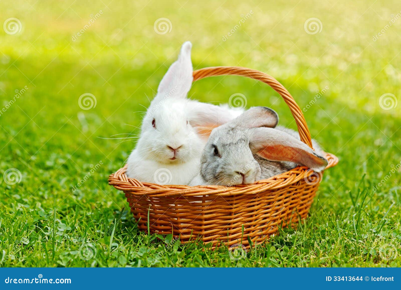 Two rabbits in basket stock photo. Image of basket, spring - 33413644