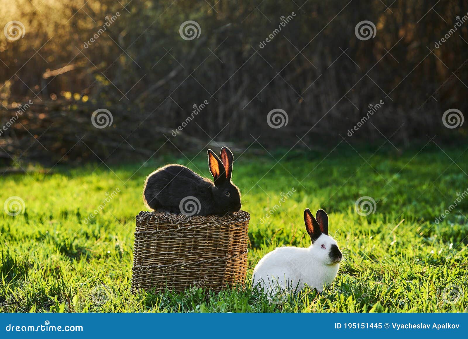 Two Rabbits Black and White Sits on a Meadow Stock Image - Image of ...