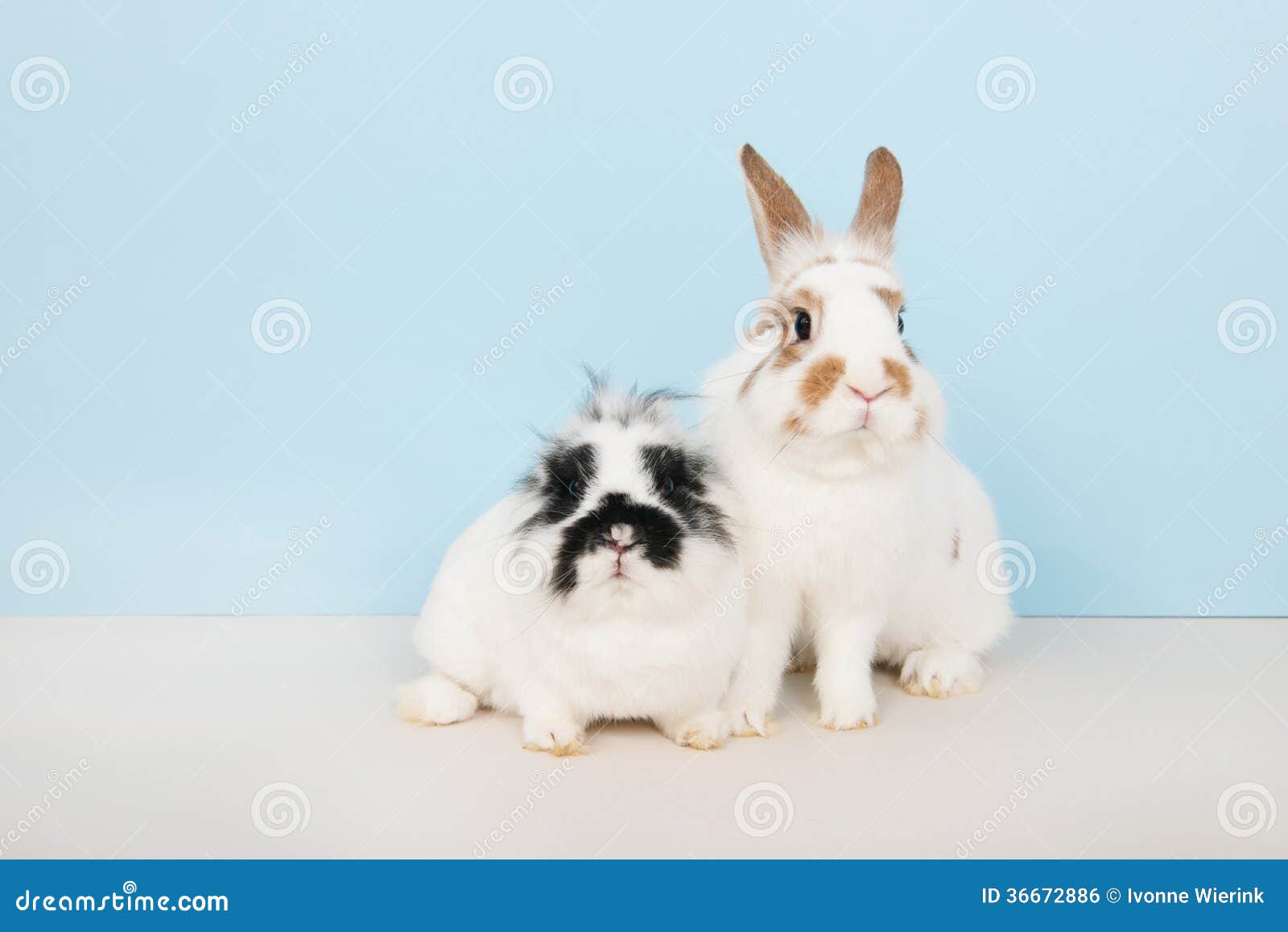 Rabbits On A Blue Background Royalty-Free Stock Photo | CartoonDealer ...