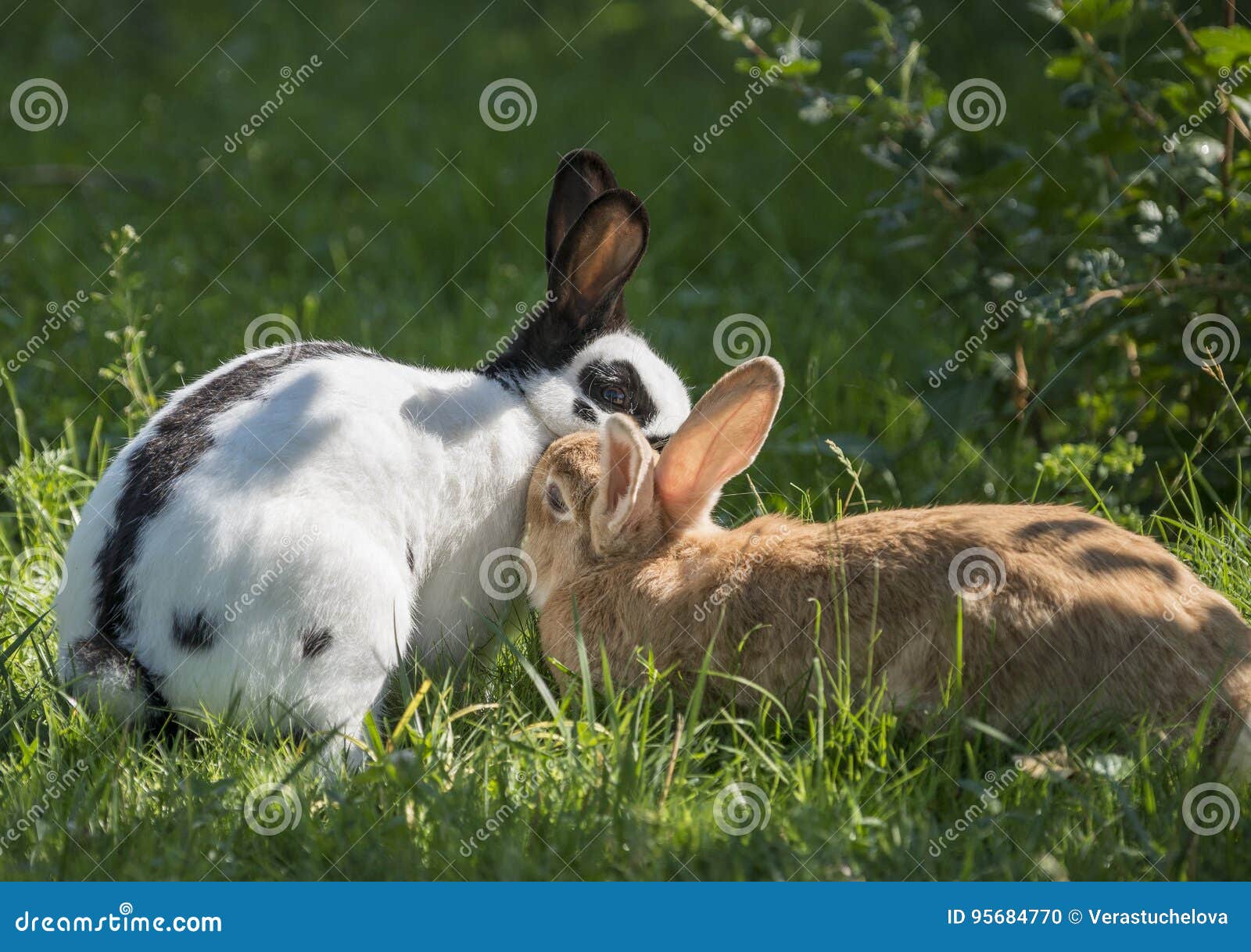 Two rabbits coupling stock photo. Image of garden, animal - 95684770