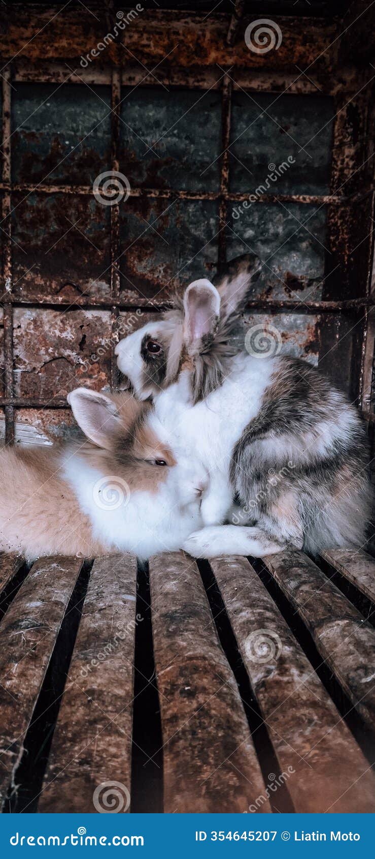 Rabbits In A Cage Stock Photo | CartoonDealer.com #156461892