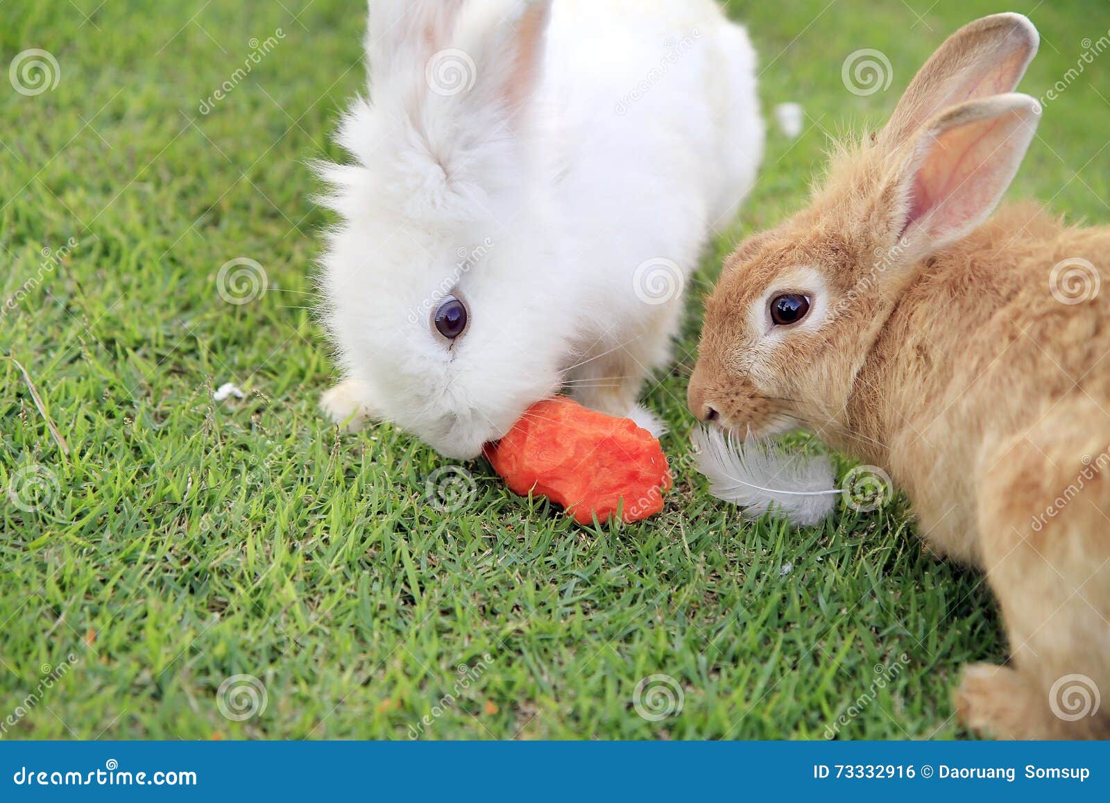 Two rabbits eating carrot stock photo. Image of backyard - 73332916