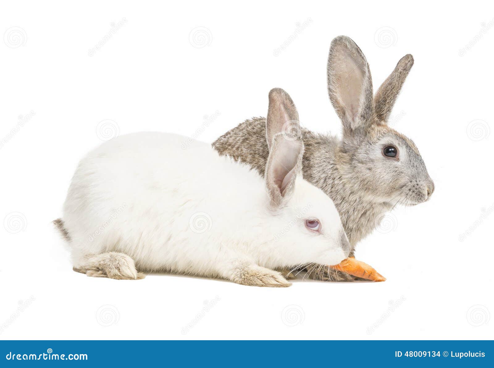 Two Rabbits Eating a Carrot Stock Photo - Image of animals, albino ...