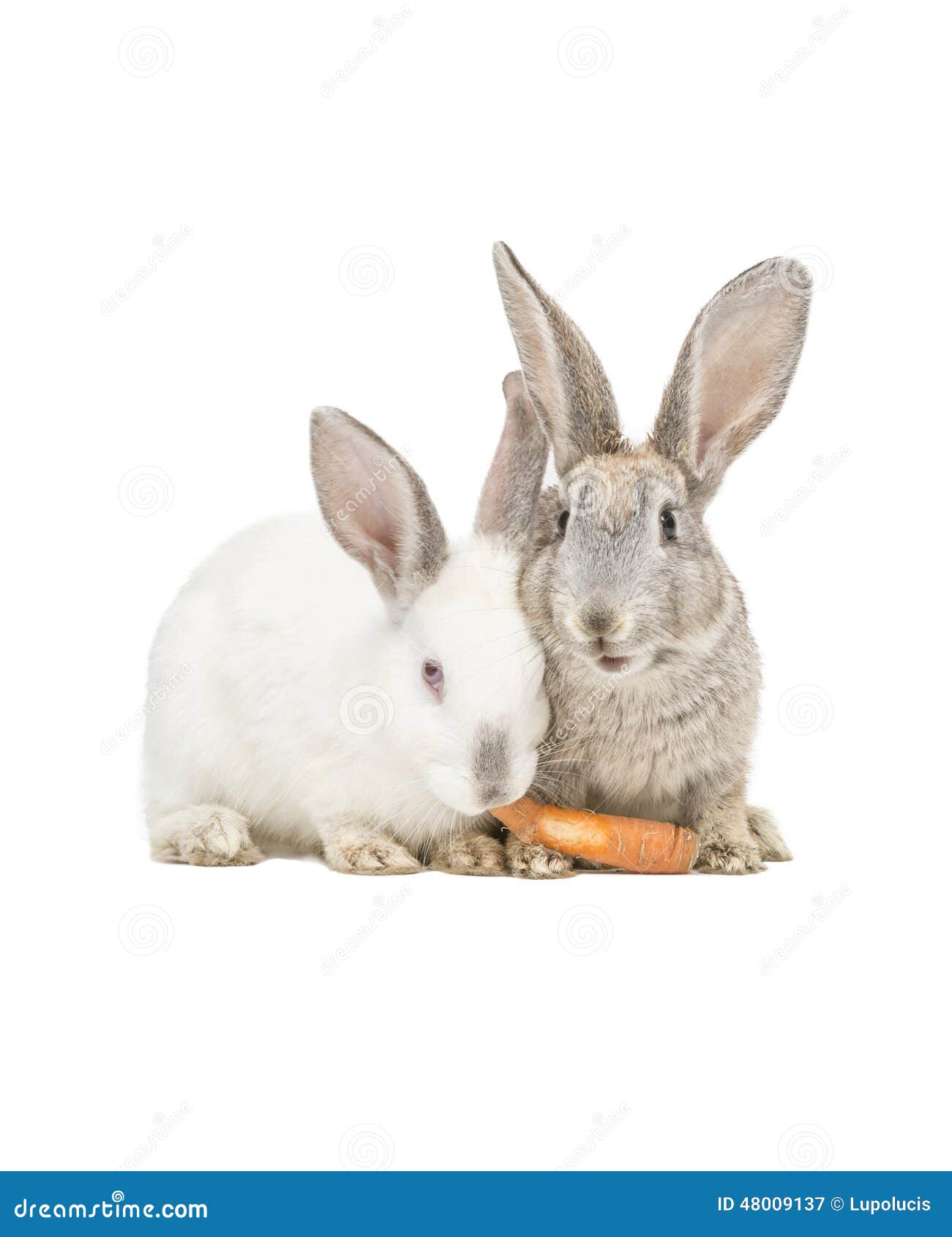Two Rabbits Eating a Carrot Stock Image - Image of cuddly, couple: 48009137