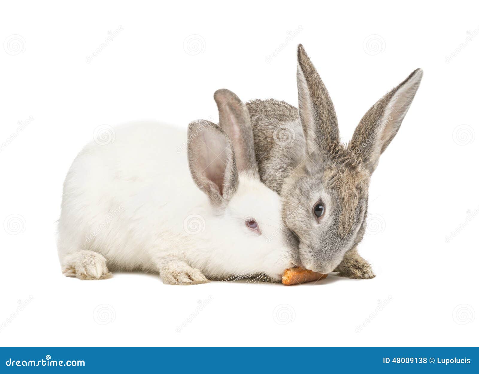 Two Rabbits Eating a Carrot Stock Photo - Image of sibling, white: 48009138