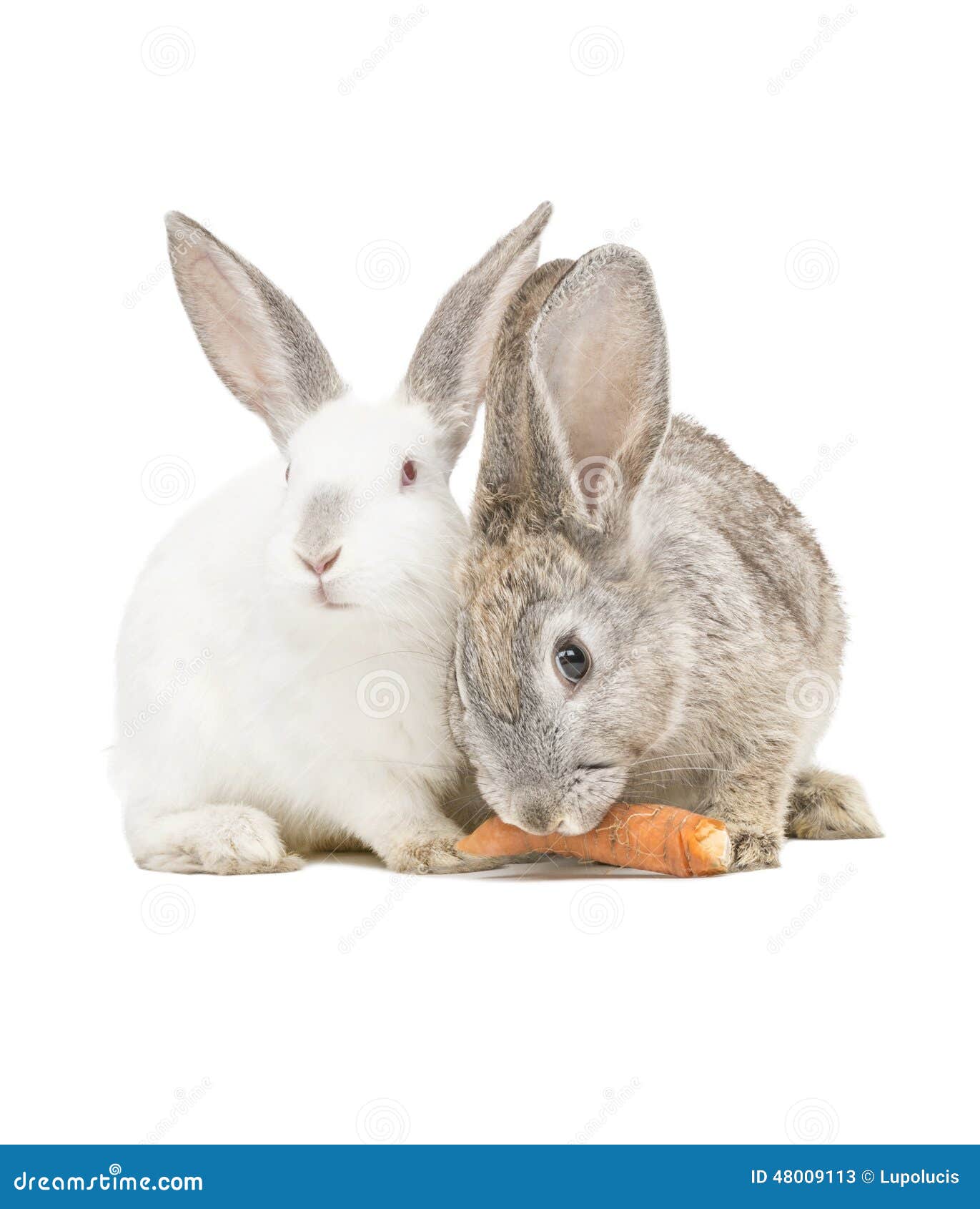 Two Rabbits Eating a Carrot Stock Image - Image of domestic, rabbits ...