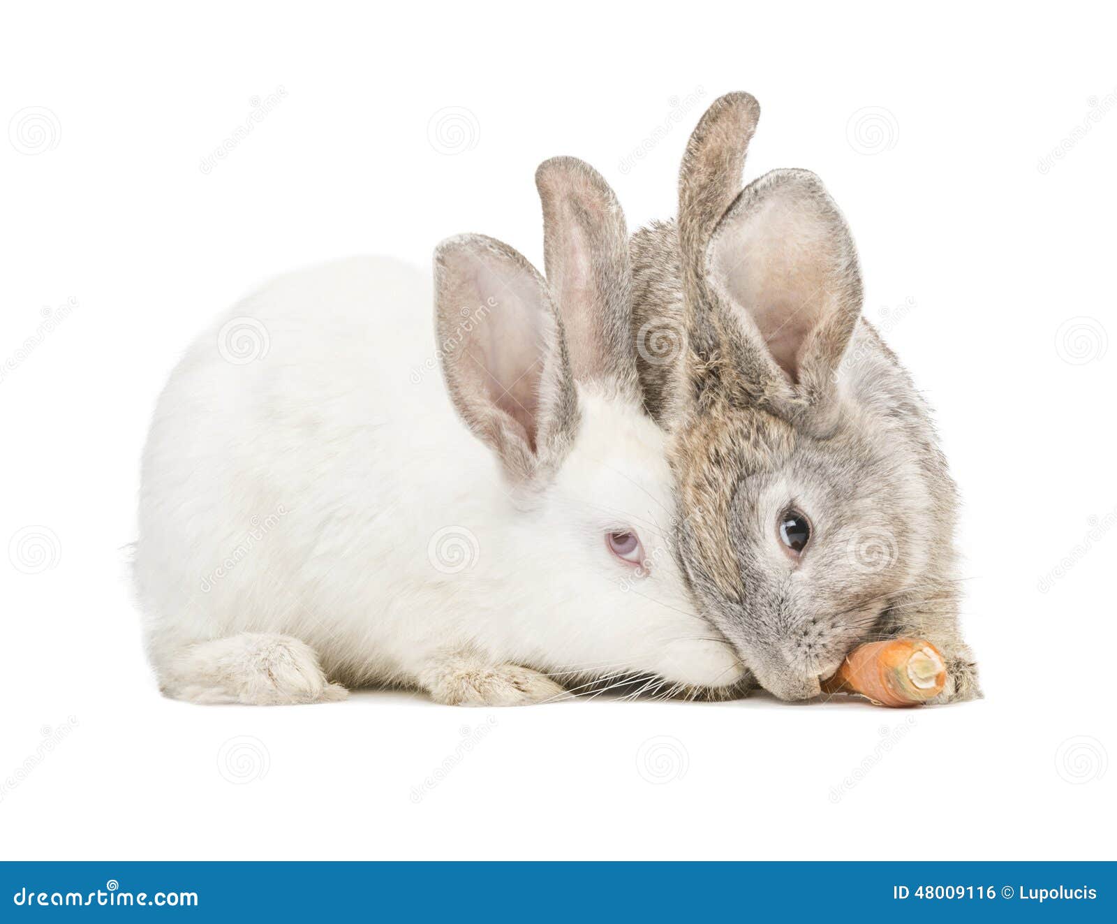 Two Rabbits Eating a Carrot Stock Photo - Image of studio, background ...