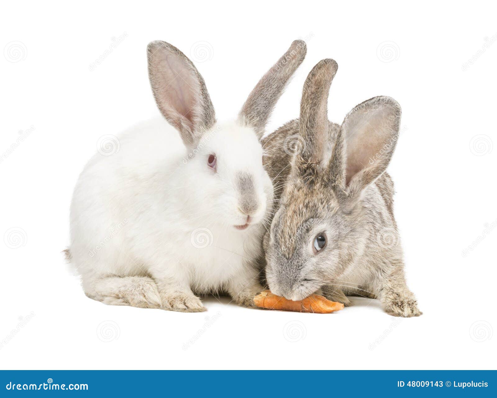 Two Rabbits Eating a Carrot Stock Image - Image of grey, studio: 48009143