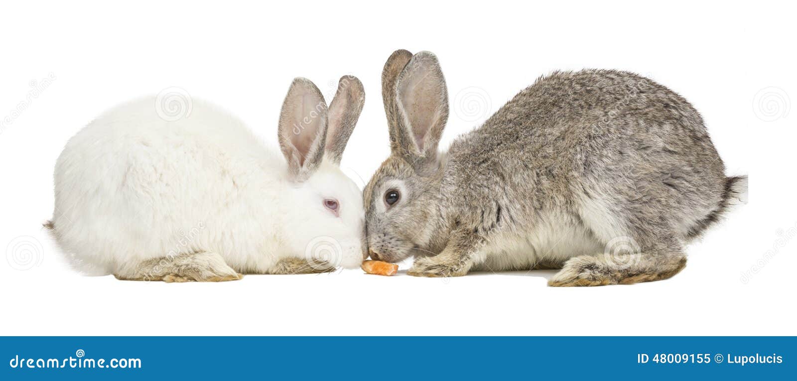 Two Rabbits Eating a Carrot Stock Image - Image of animals, eating ...