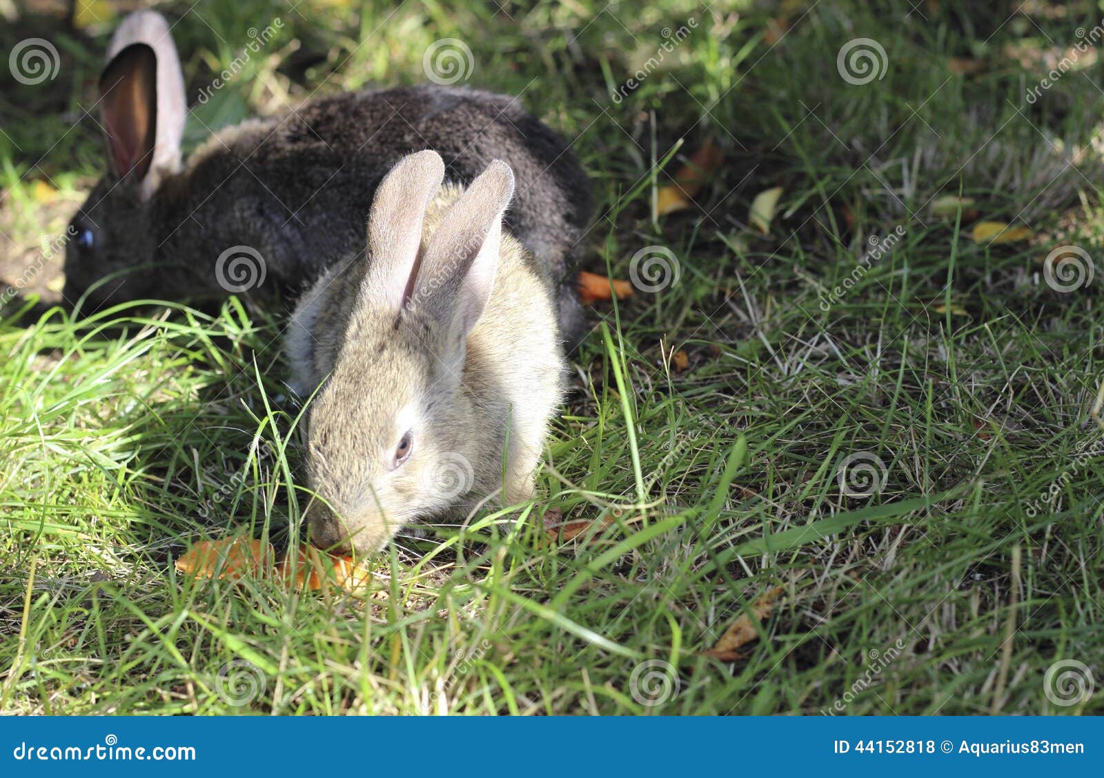 Two rabbits stock photo. Image of farm, cute, green, curiosity - 44152818