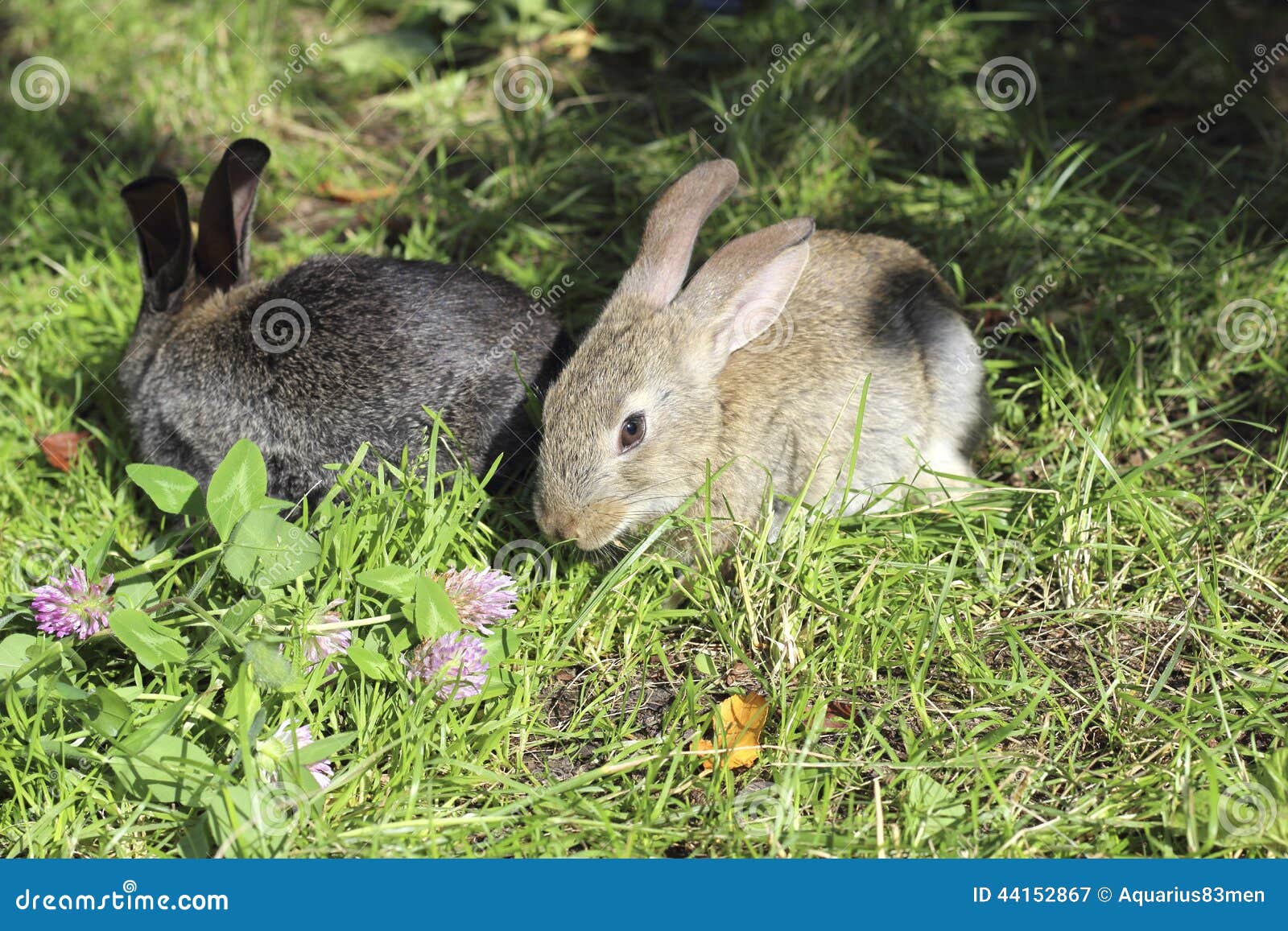Two rabbits stock image. Image of domestic, pets, park - 44152867