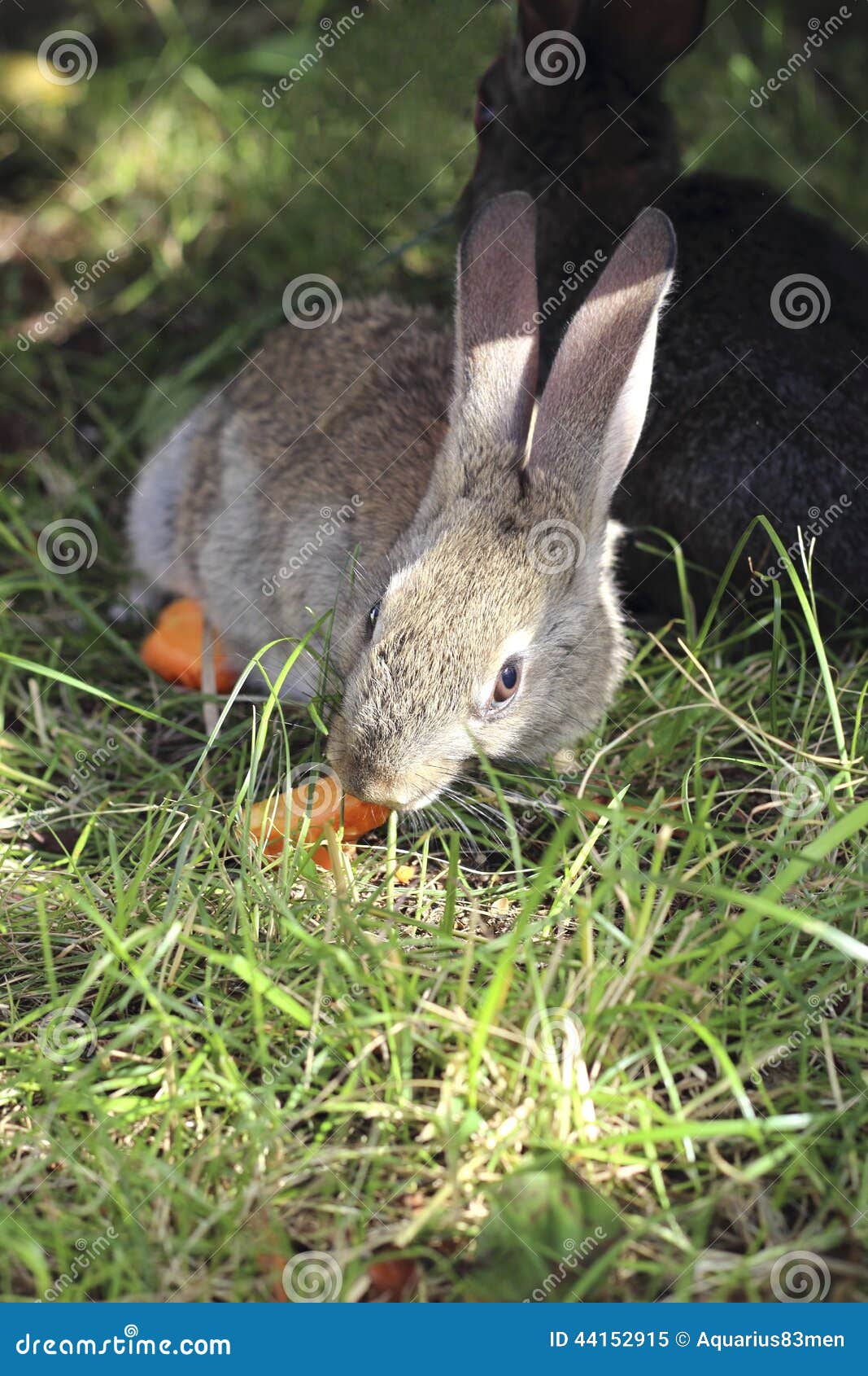 Two rabbits stock image. Image of green, cute, bunny - 44152915