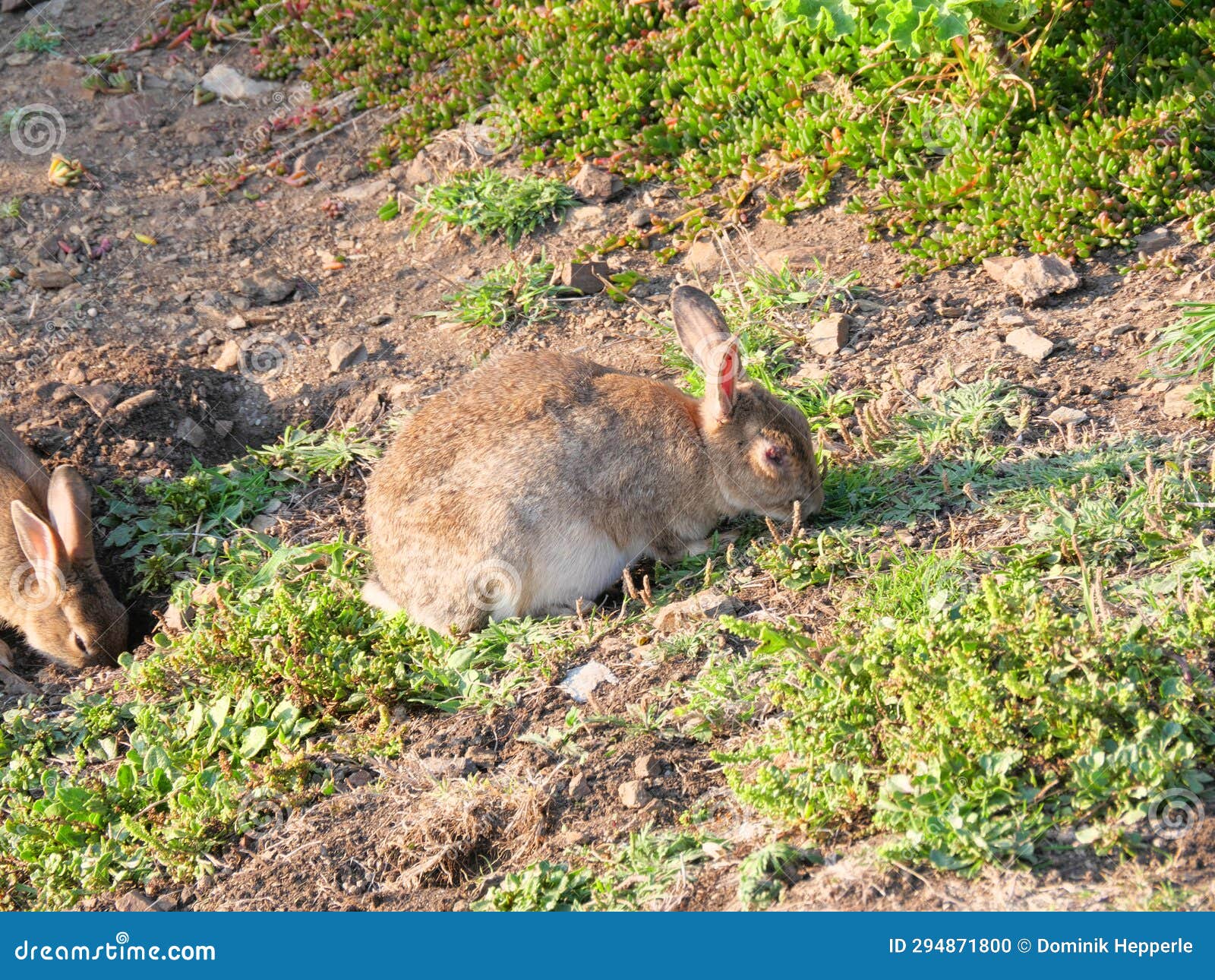 Two Rabbits Eating the Sparse Coastal Vegetation at Lizard Point in ...