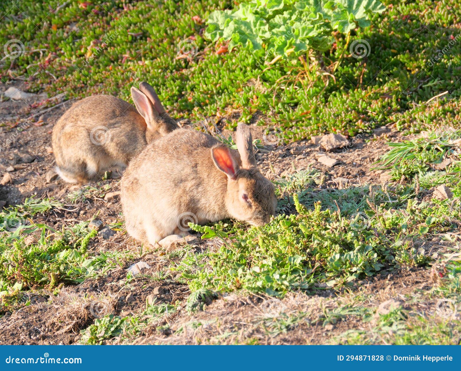 Two Rabbits Eating the Sparse Coastal Vegetation at Lizard Point in ...