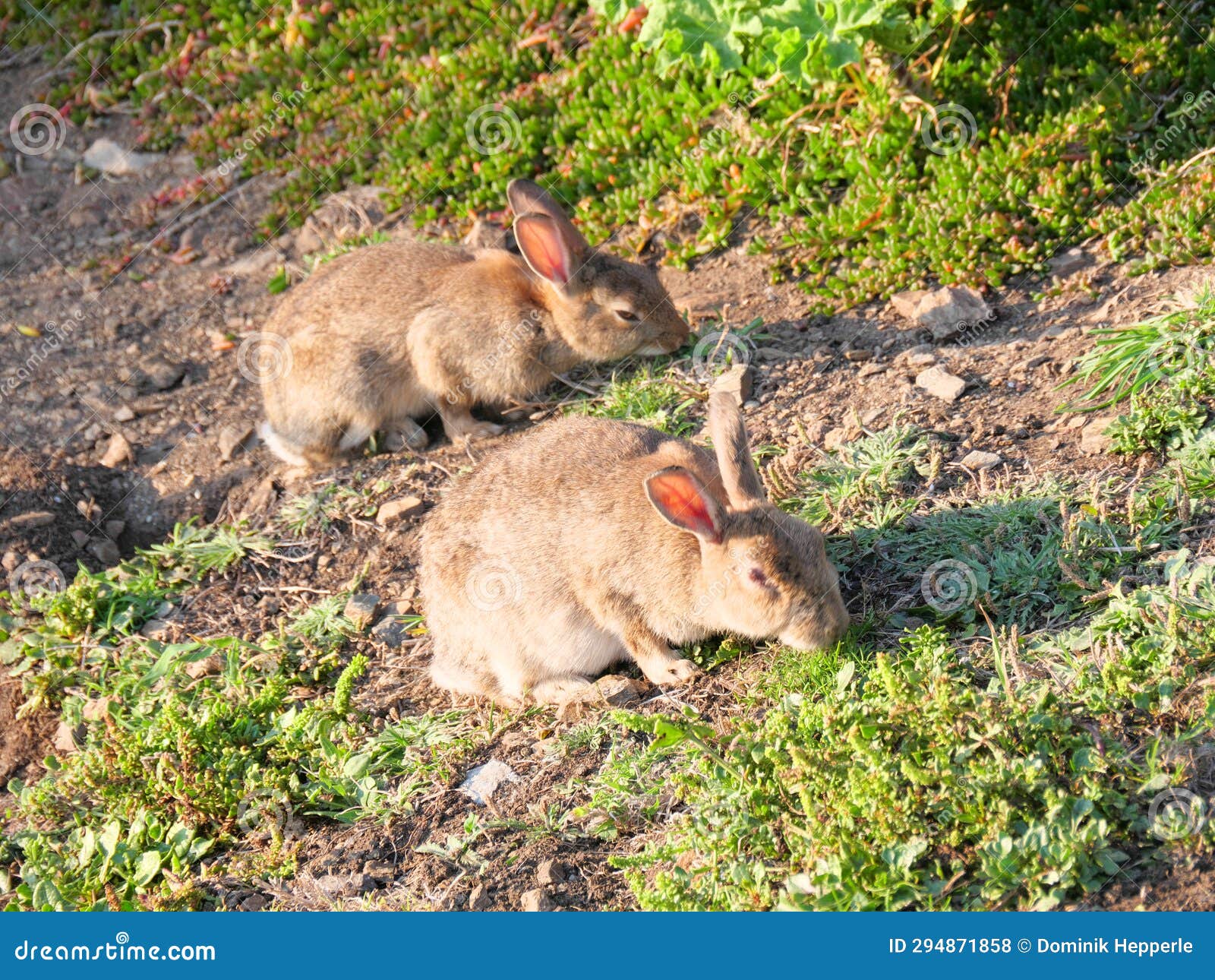 Two Rabbits Eating the Sparse Coastal Vegetation at Lizard Point in ...