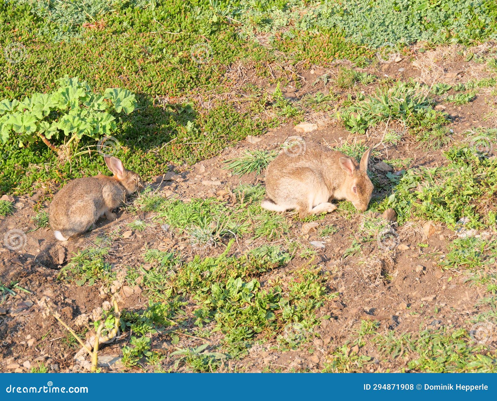Two Rabbits Eating the Sparse Coastal Vegetation at Lizard Point in ...