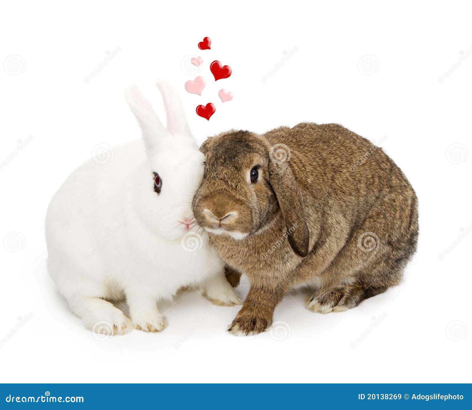 Two Rabbits with Faces Touching Stock Image - Image of shot, studio ...