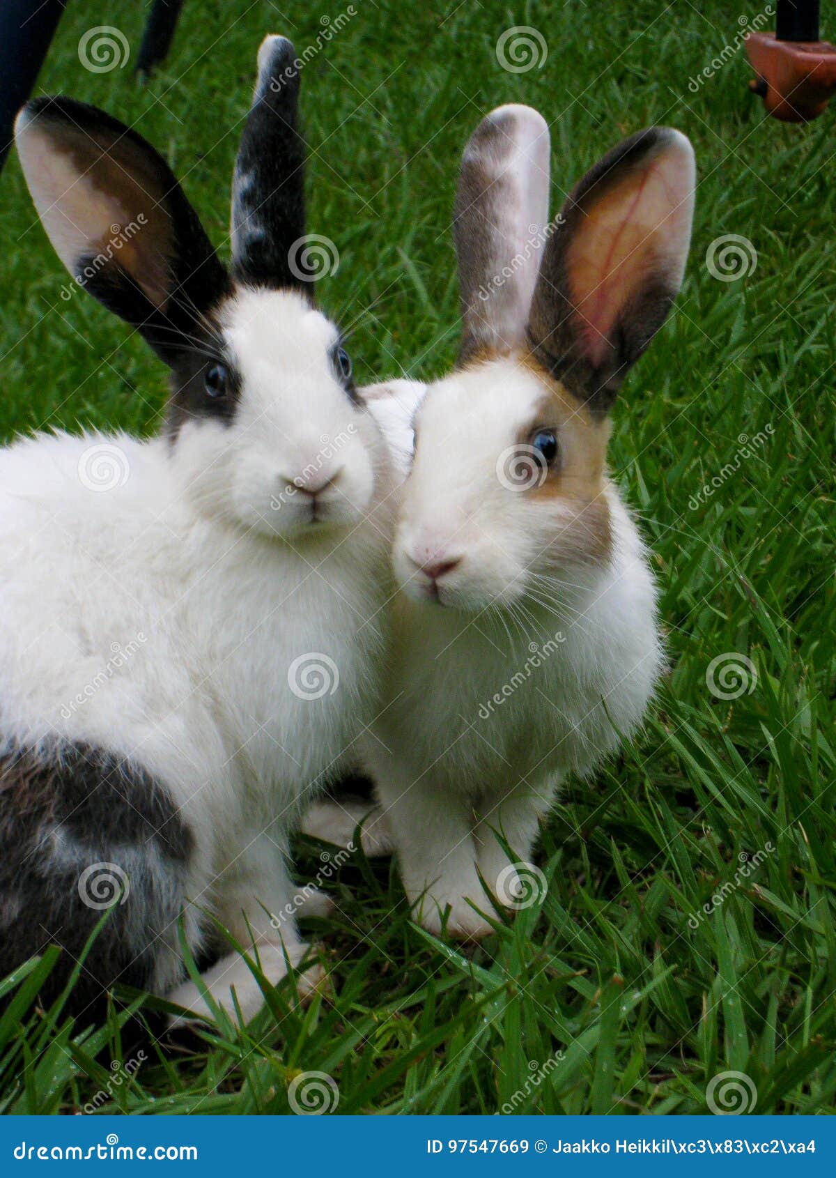 Two rabbits stock image. Image of mammal, rabbits, cute - 97547669