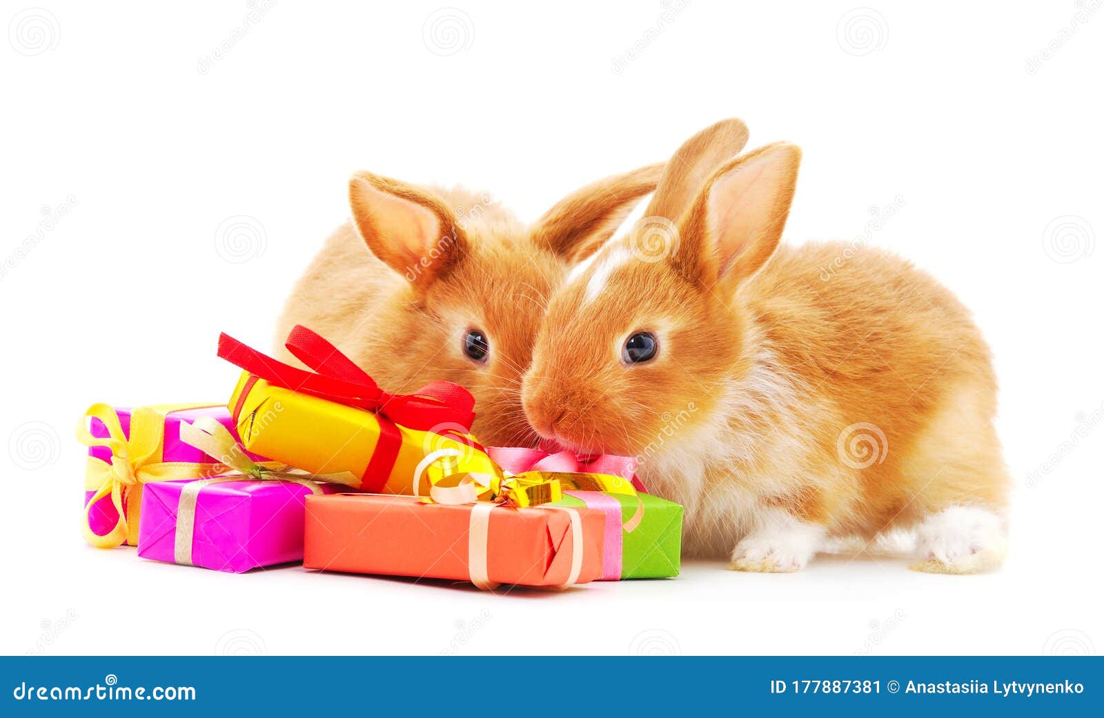 Two rabbits with gifts stock image. Image of favorite - 177887381