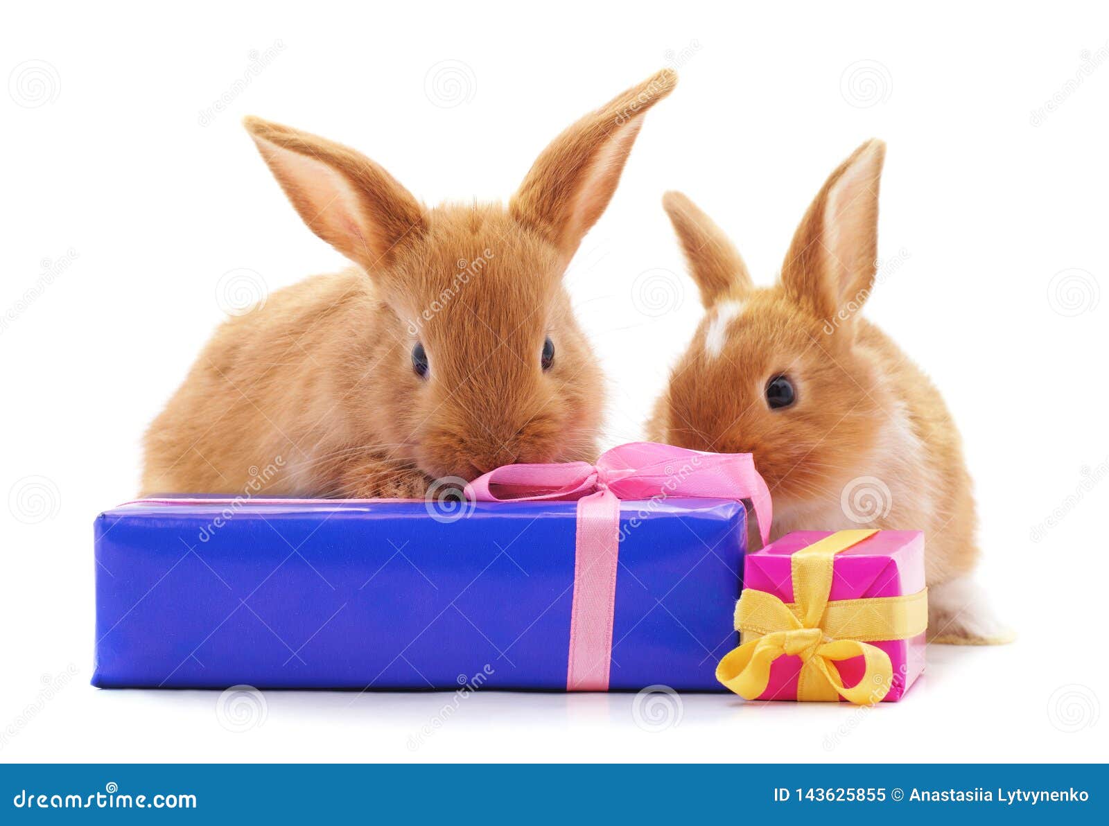 Two rabbits with gifts stock image. Image of white, background - 143625855