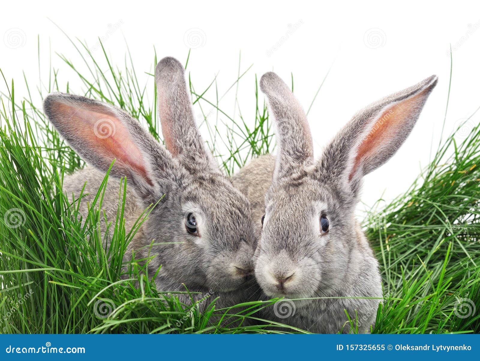 Rabbits In The Grass Stock Photography | CartoonDealer.com #59666630