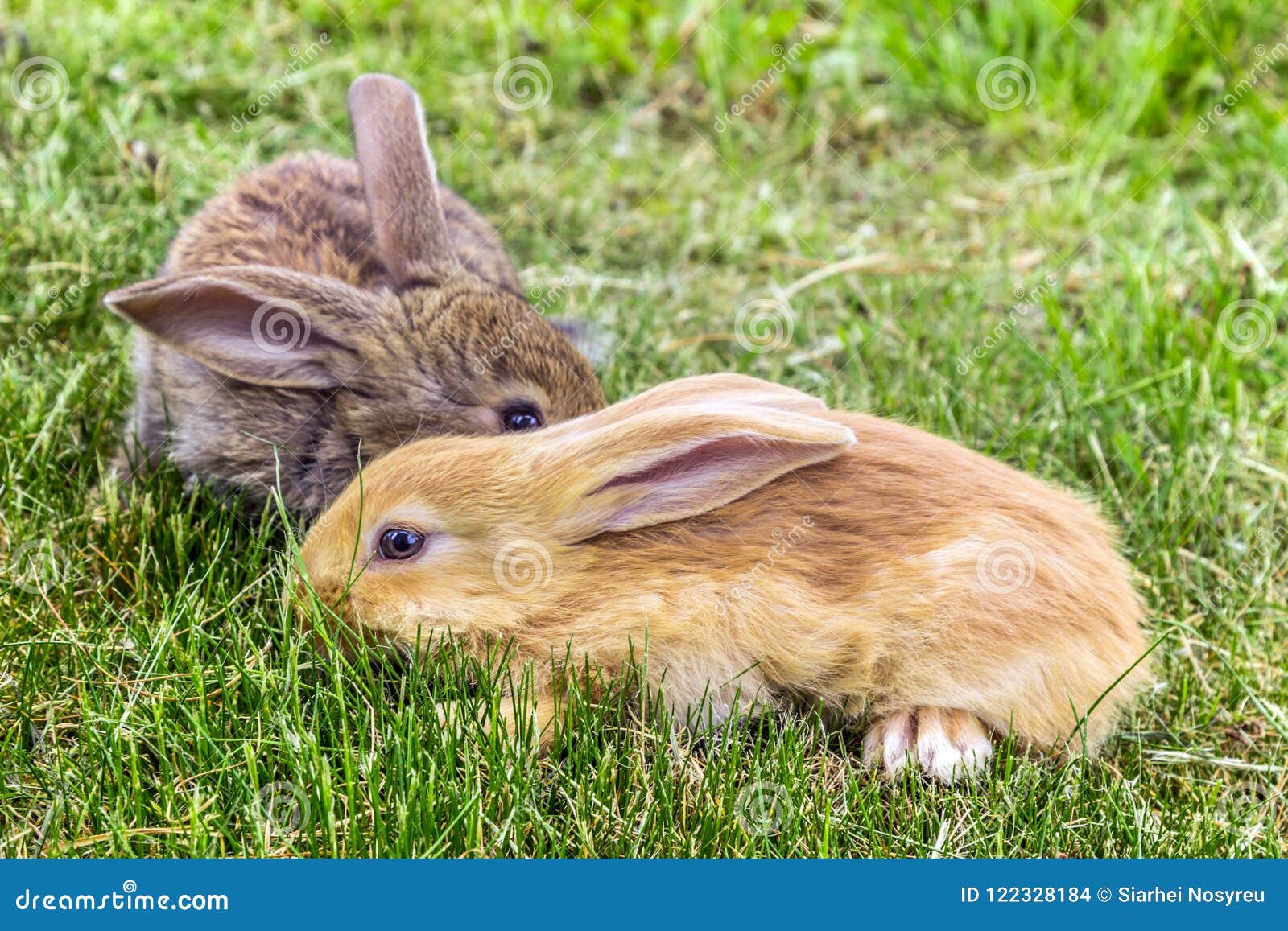 Two rabbits on green grass stock photo. Image of brown - 122328184