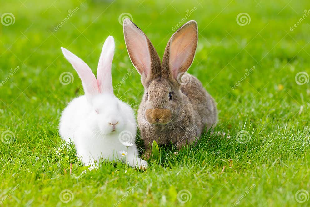 Two rabbits in green grass stock photo. Image of garden - 41111770