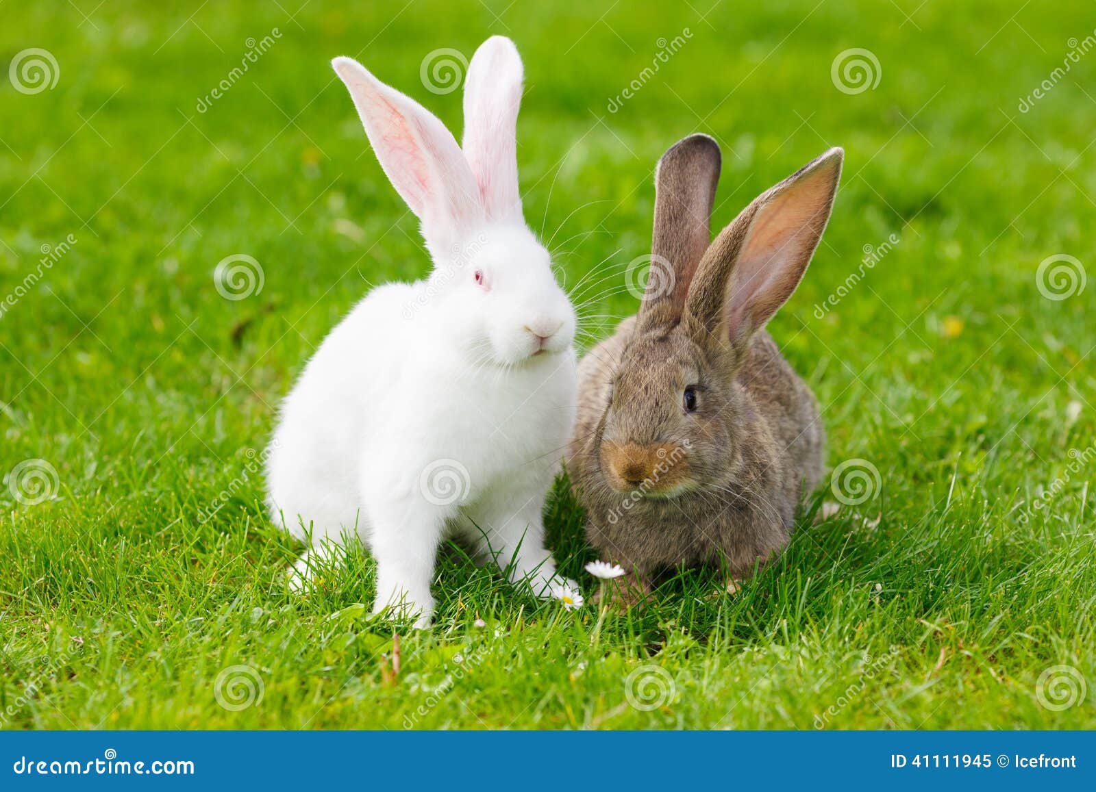 Two rabbits in green grass stock image. Image of garden - 41111945