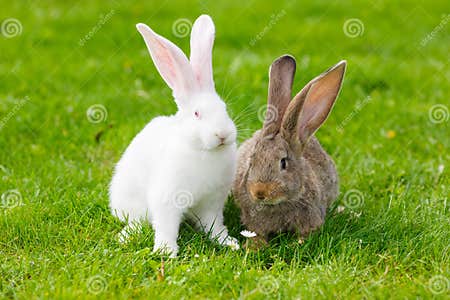 Two rabbits in green grass stock image. Image of garden - 41111945