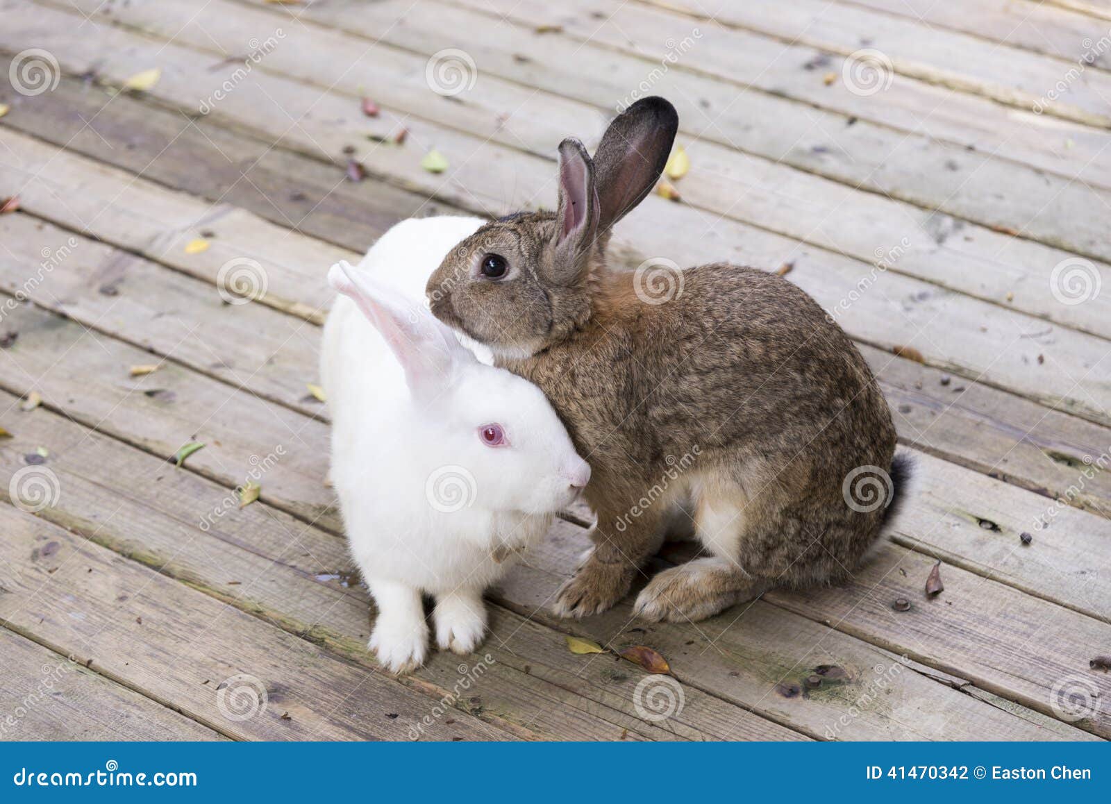 Two rabbits stock photo. Image of mammals, animal, grass - 41470342